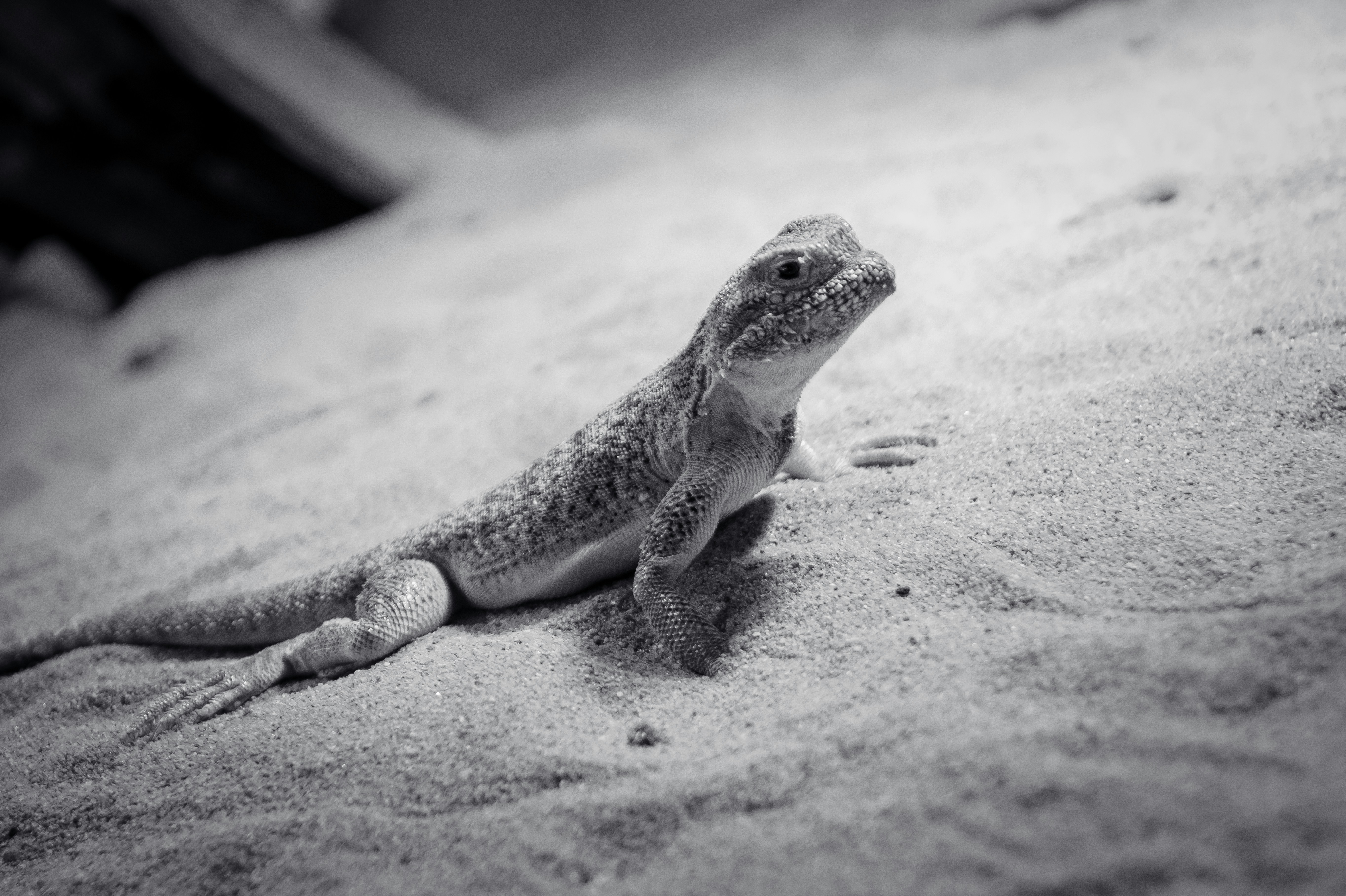 A lizard resting on sandy terrain, showcasing intricate textures and patterns of its skin in a monochromatic setting.