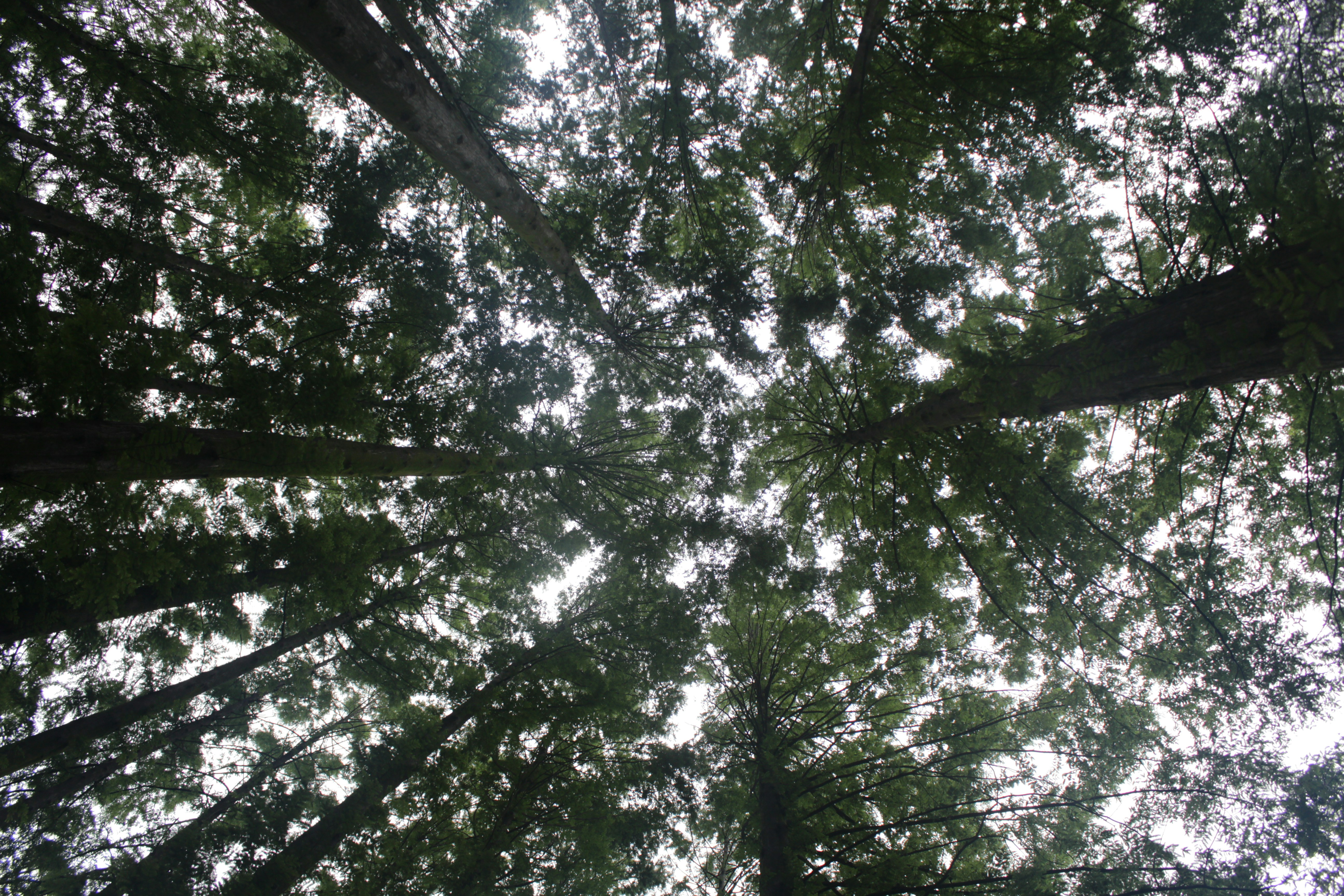 Looking up through a dense forest canopy, sunlight filters through the leaves, creating a mosaic of green and light.