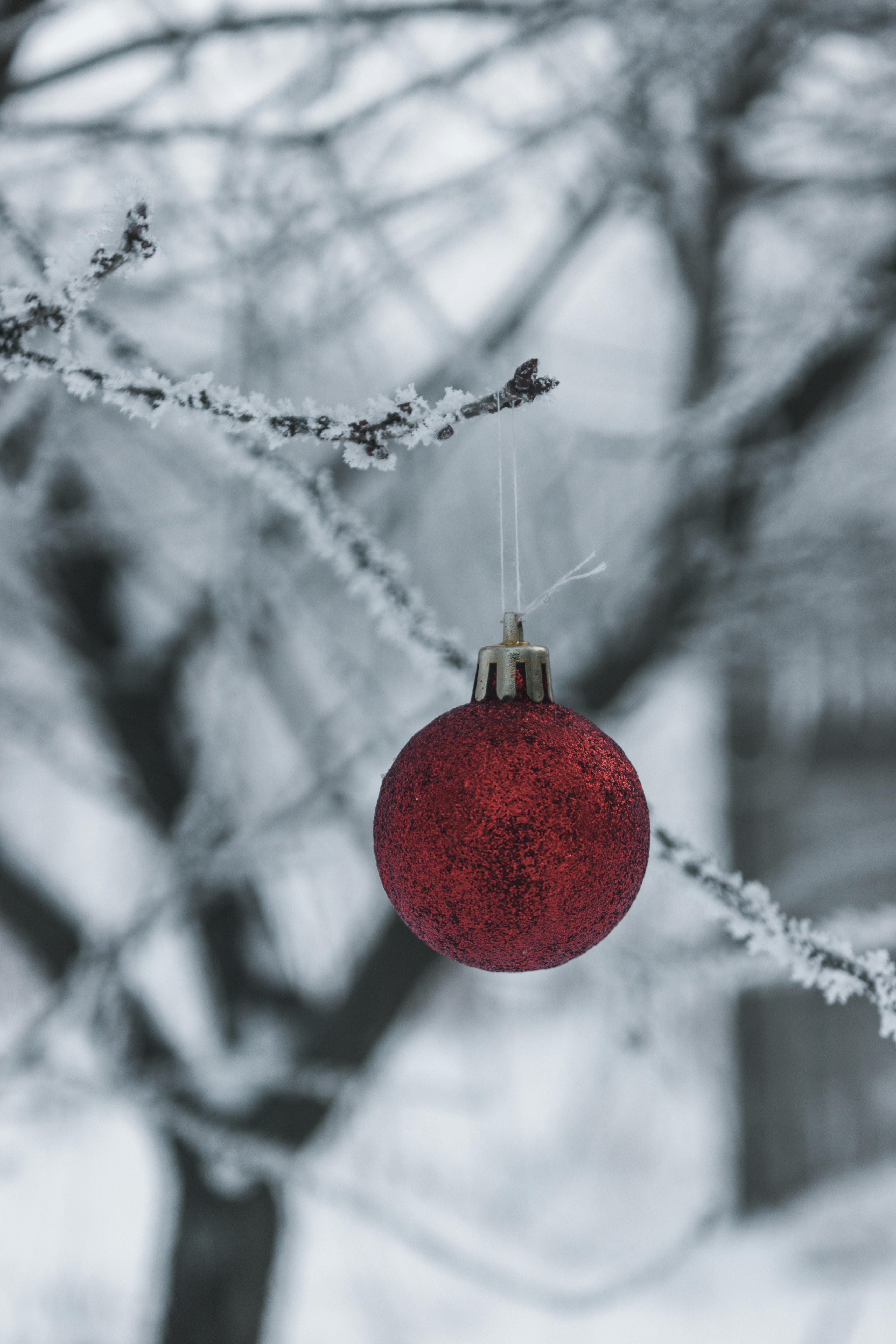 Crimson Bauble Adrift on a Frosted Branch