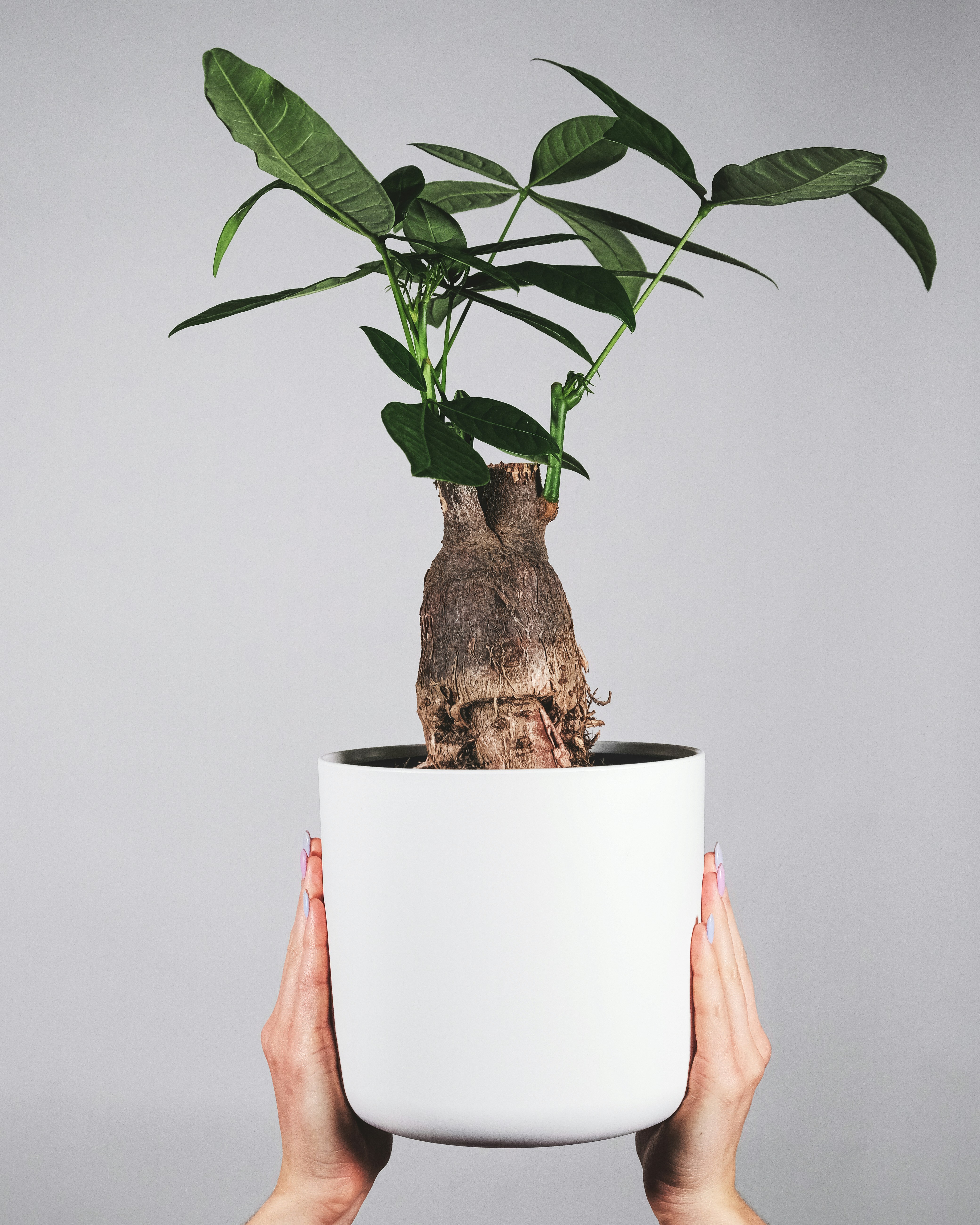 A person holds a potted plant with a thick trunk and vibrant green leaves against a neutral background.