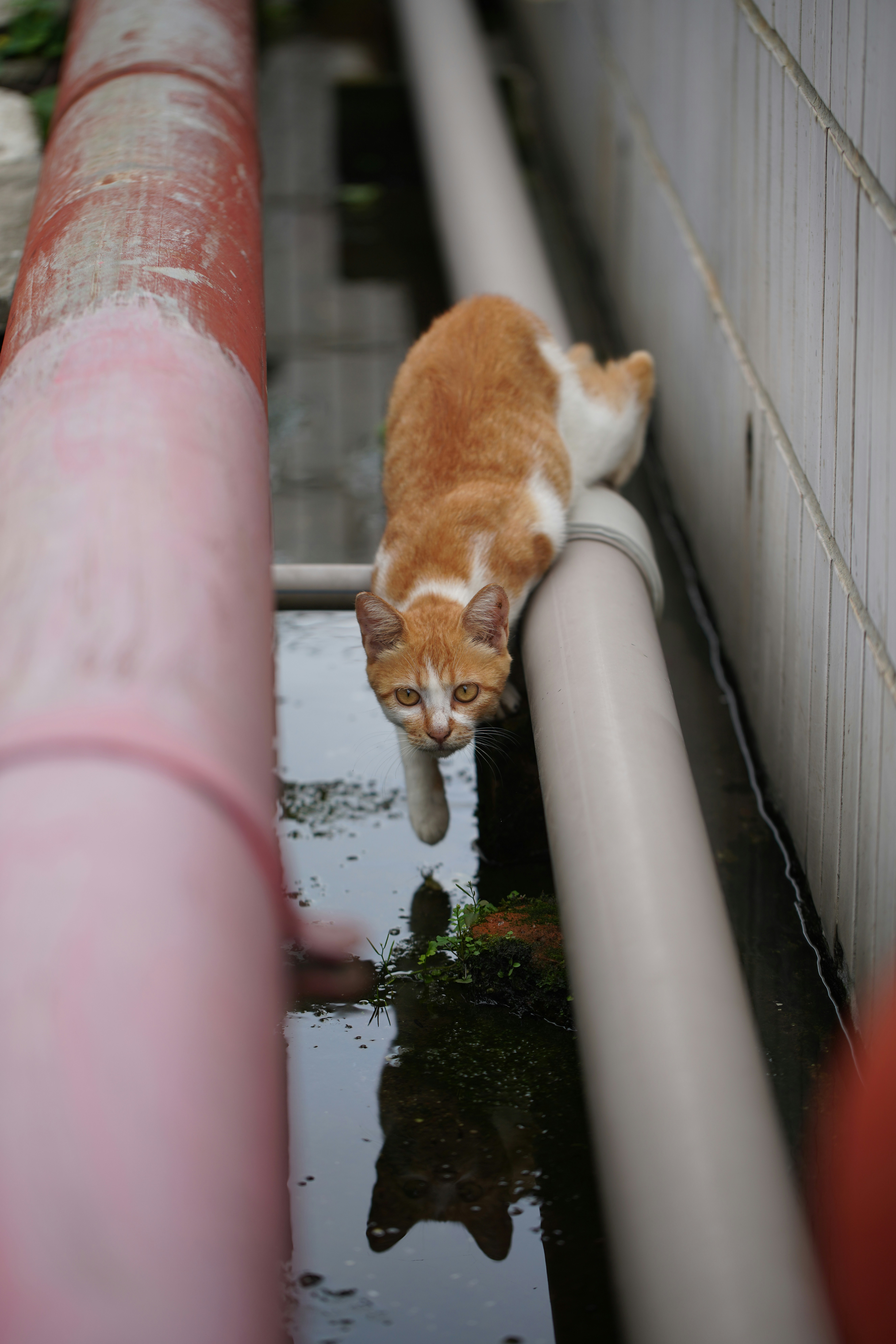 cat poses | 100+ best free cat, animal, pet and mammal photos on Unsplash