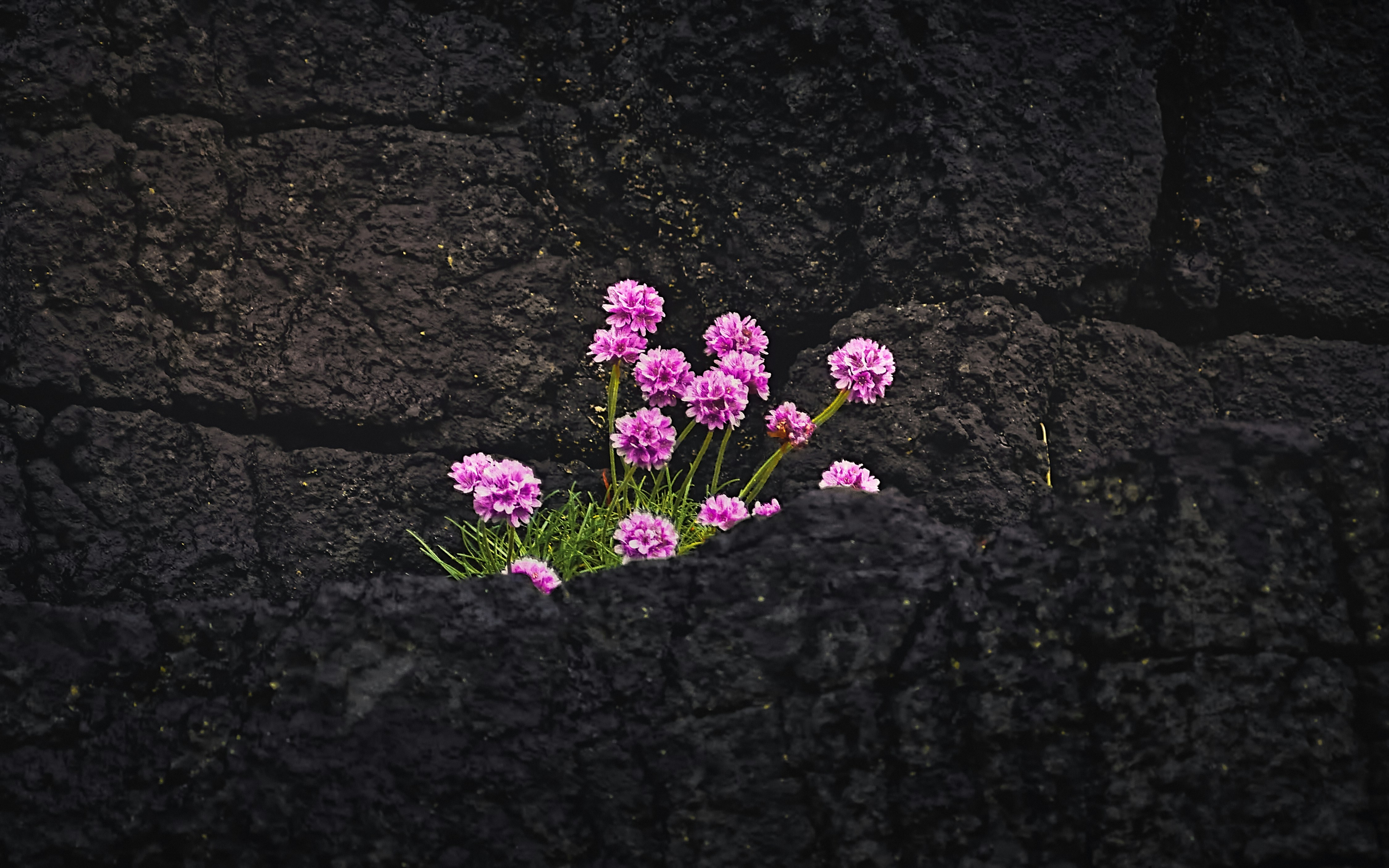 Resilient Blooms on Volcanic Canvas