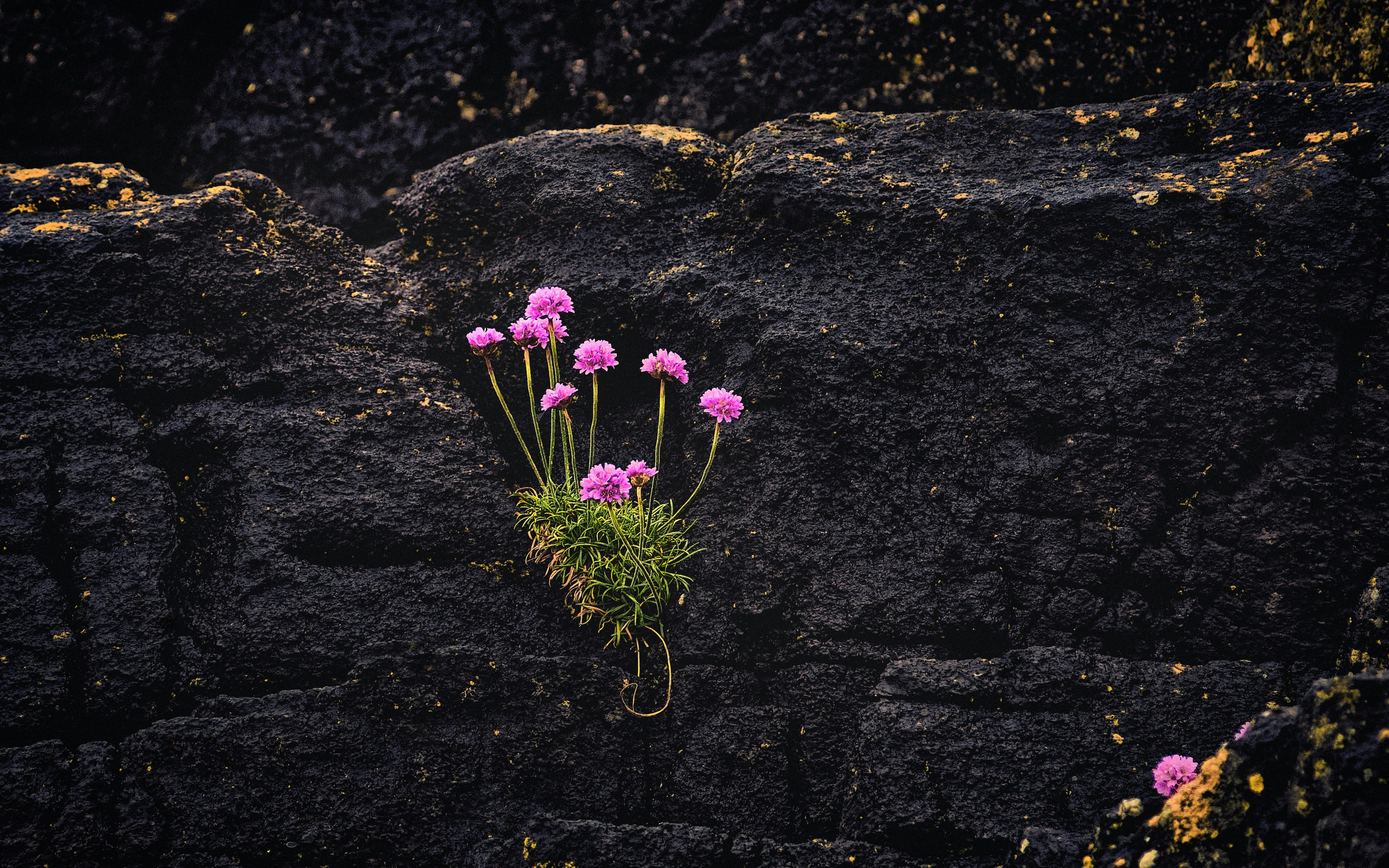 Flowers growing out of igneous rock on the cliffs at Downhill Strand, County Londonderry (May, 2021).