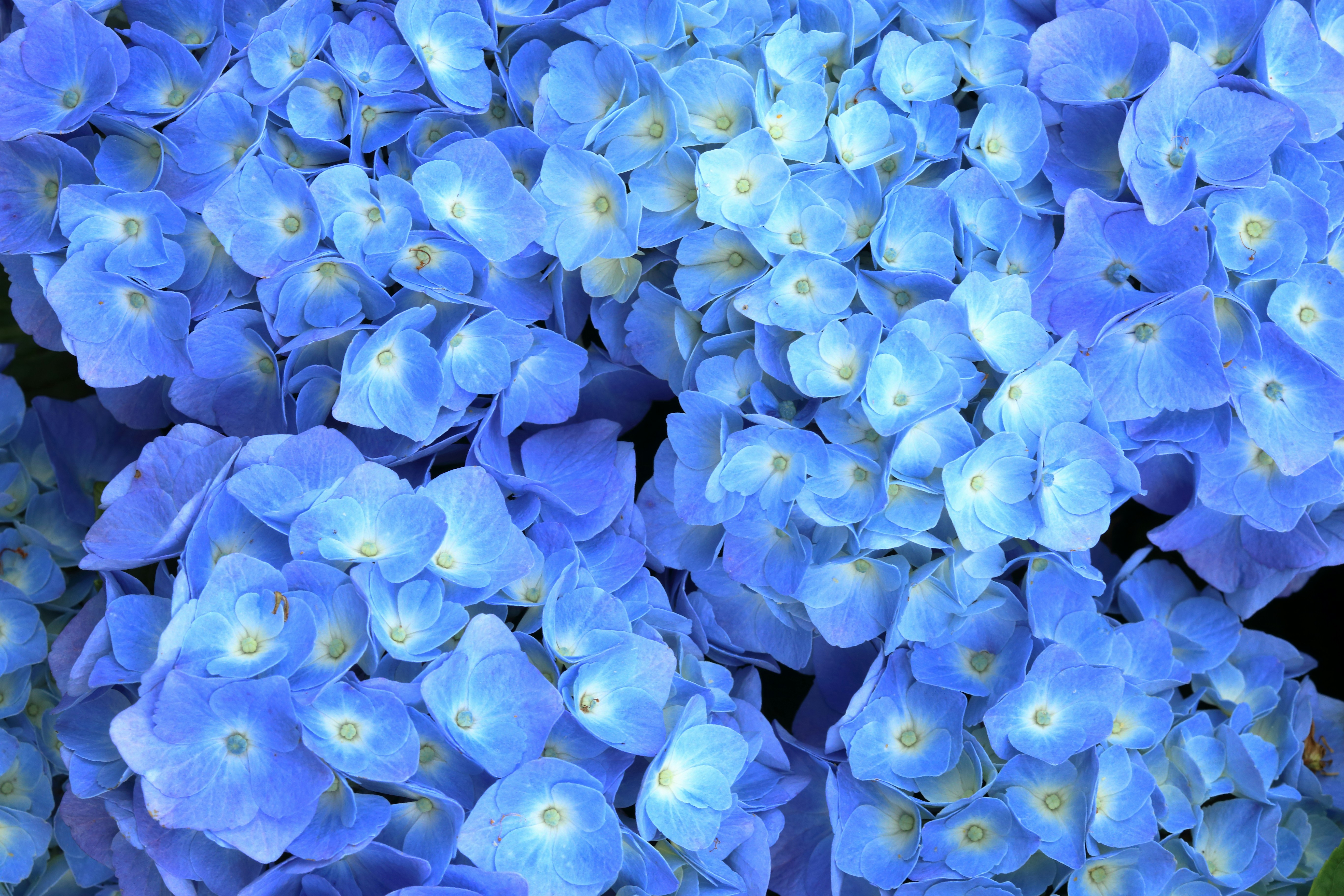 Delicate clusters of blue hydrangea flowers create a vibrant tapestry, showcasing intricate petal patterns and soft hues.