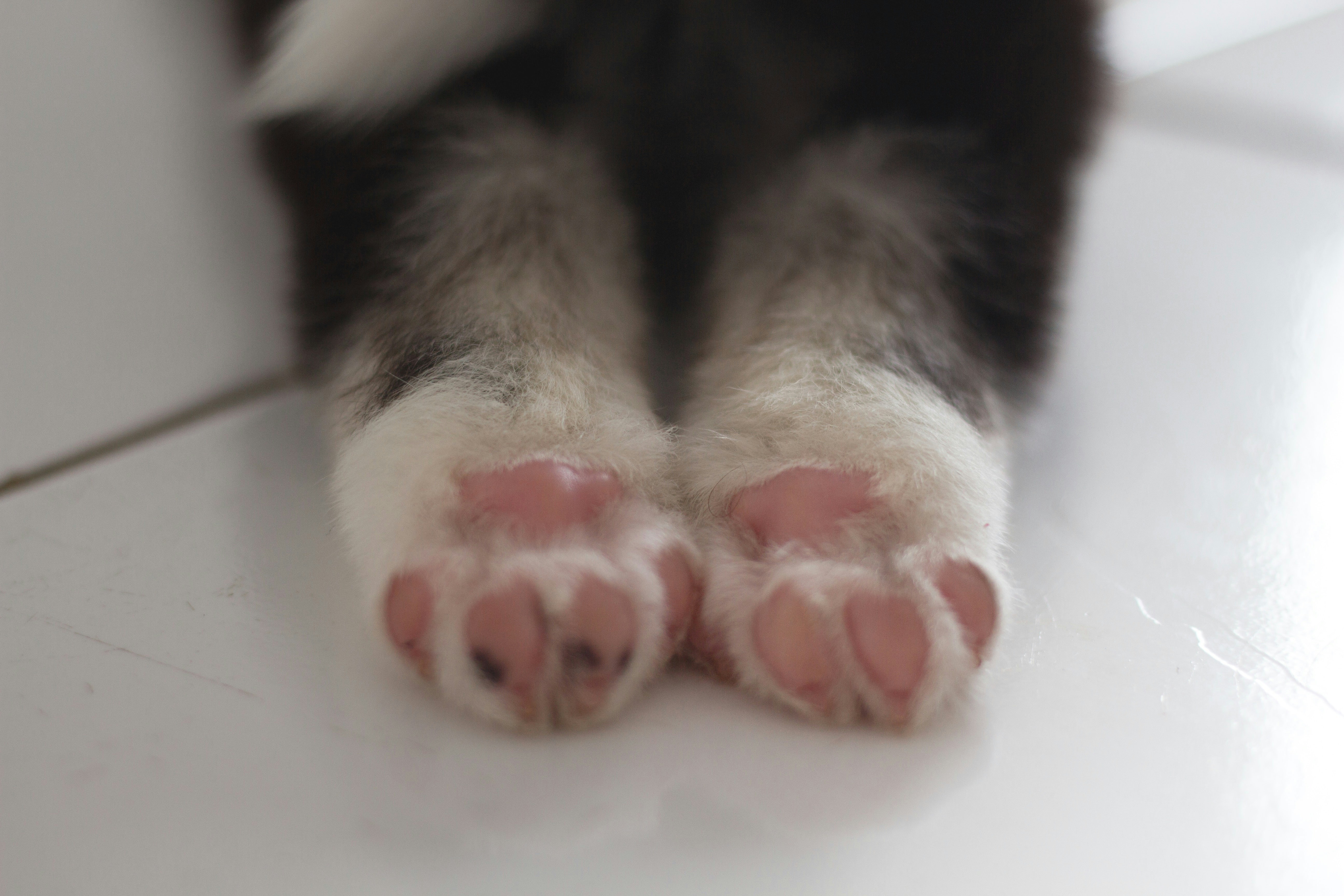 Cat Paw Print Pictures | Download Free Images on Unsplash