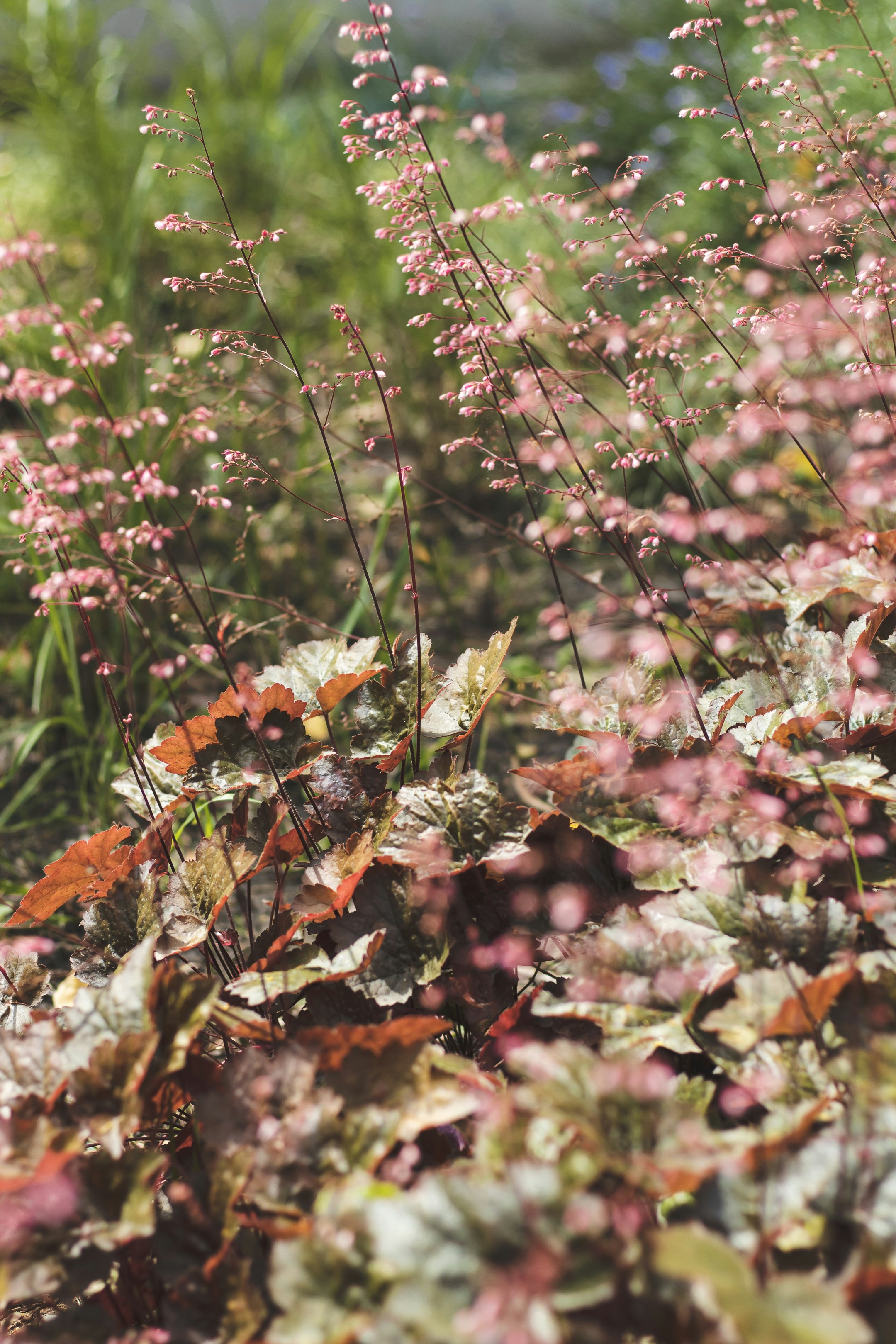 Flowers and the Sun in the park