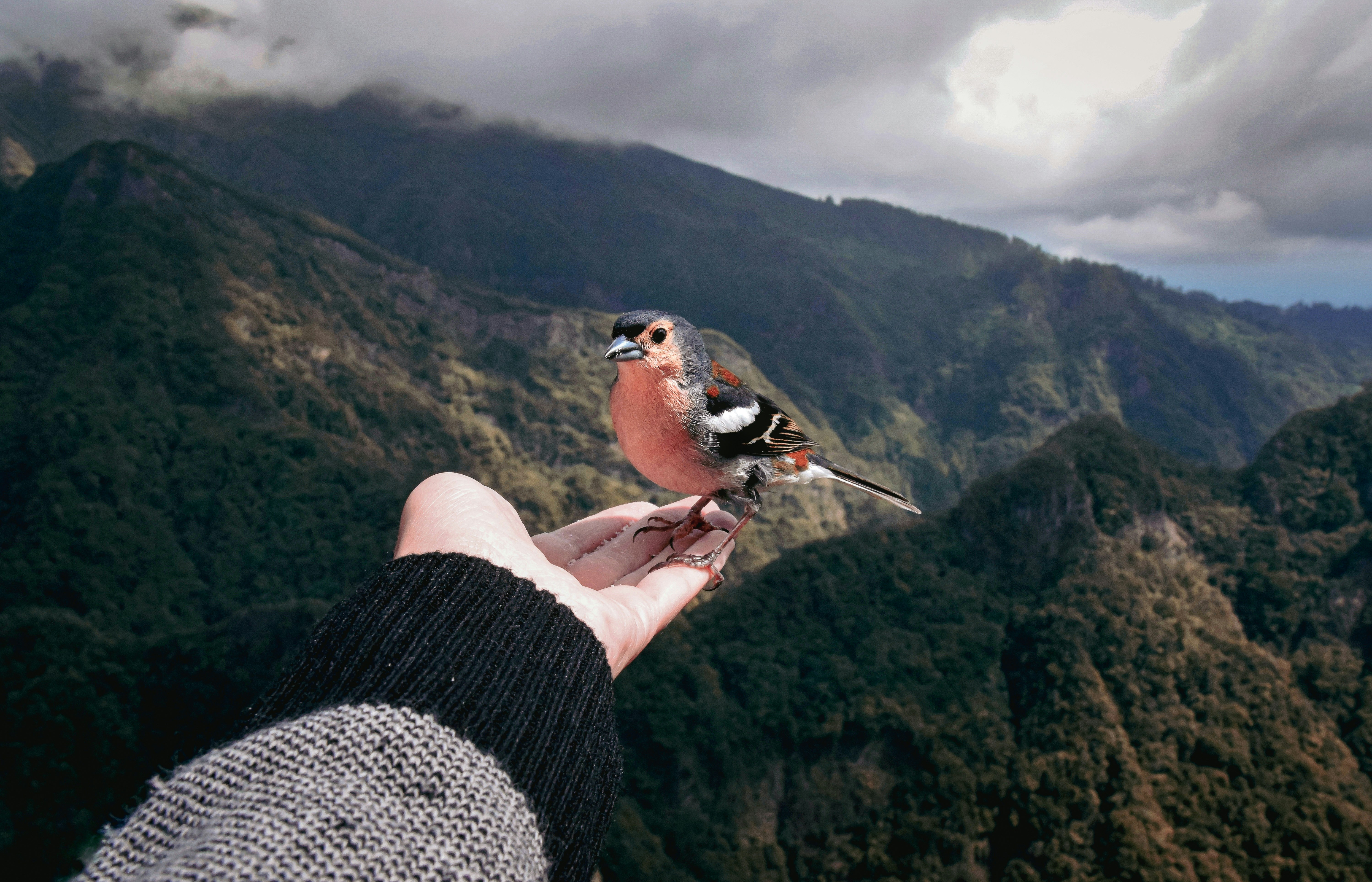 Feathered Guest on a Gloved Hand Over a Cloud-Kissed Range