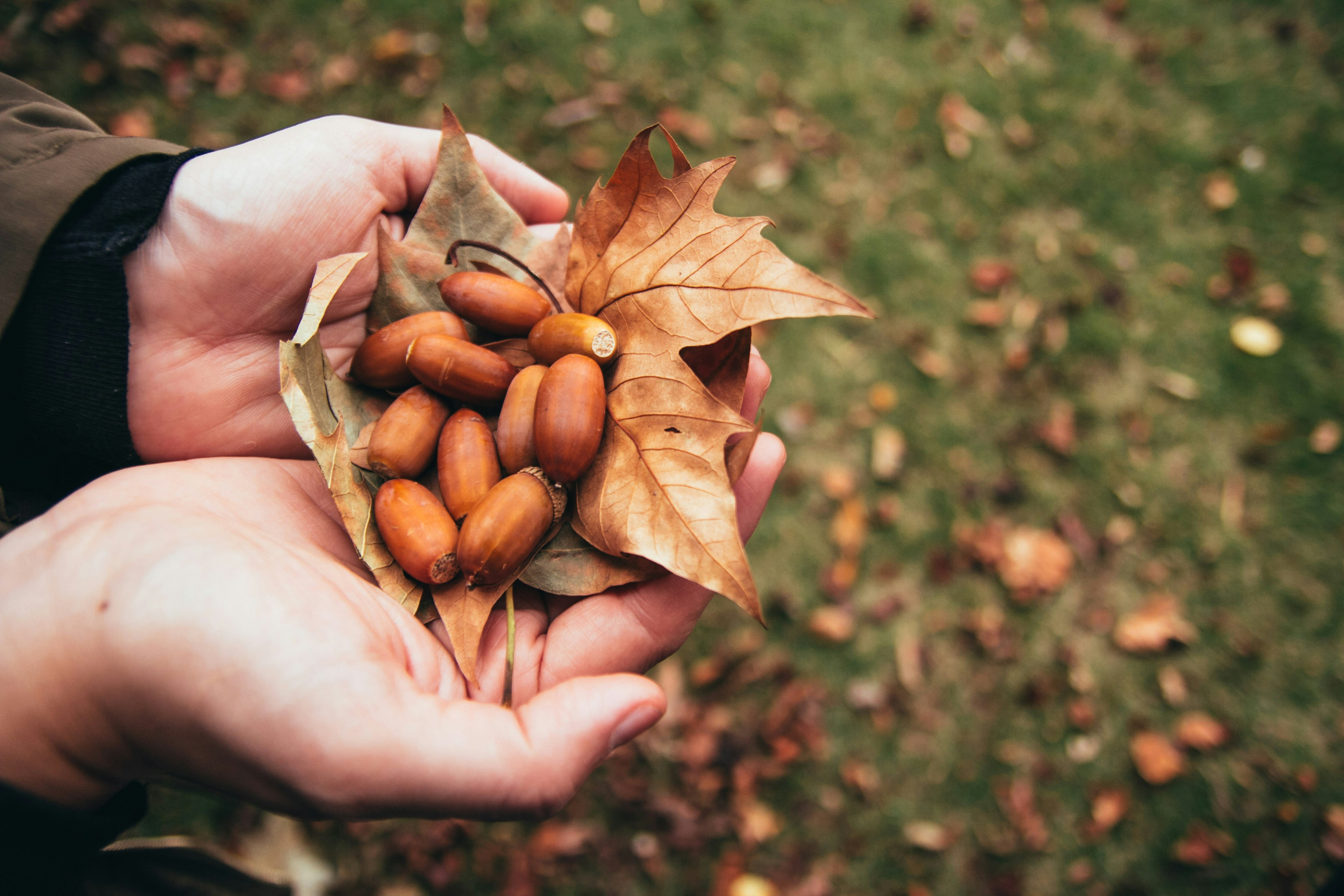 10 Things You Didn’t Know About Acorns and Oak Trees - venusoak.com