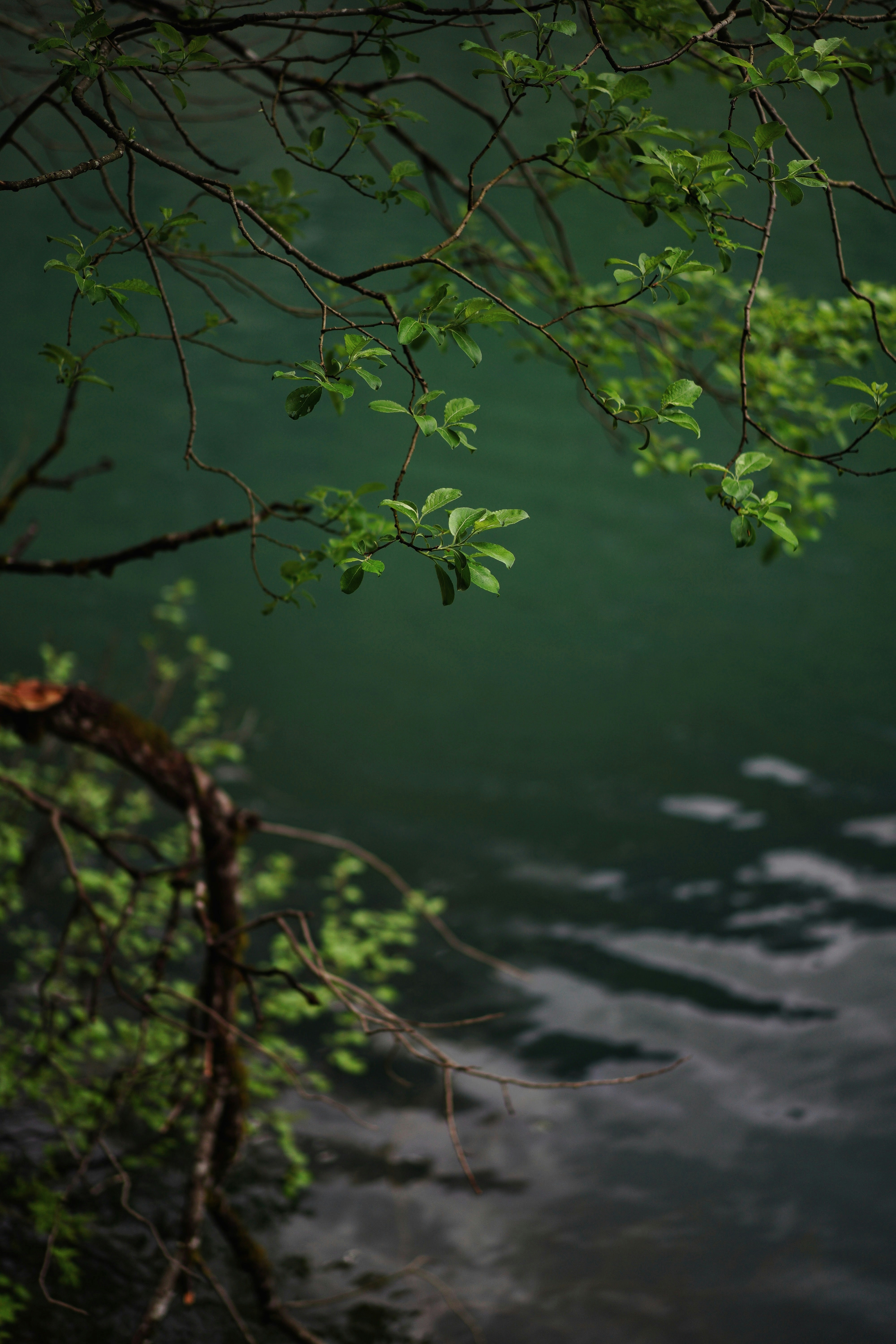 Green tree beside body of water photo – Free Leaf Image on Unsplash