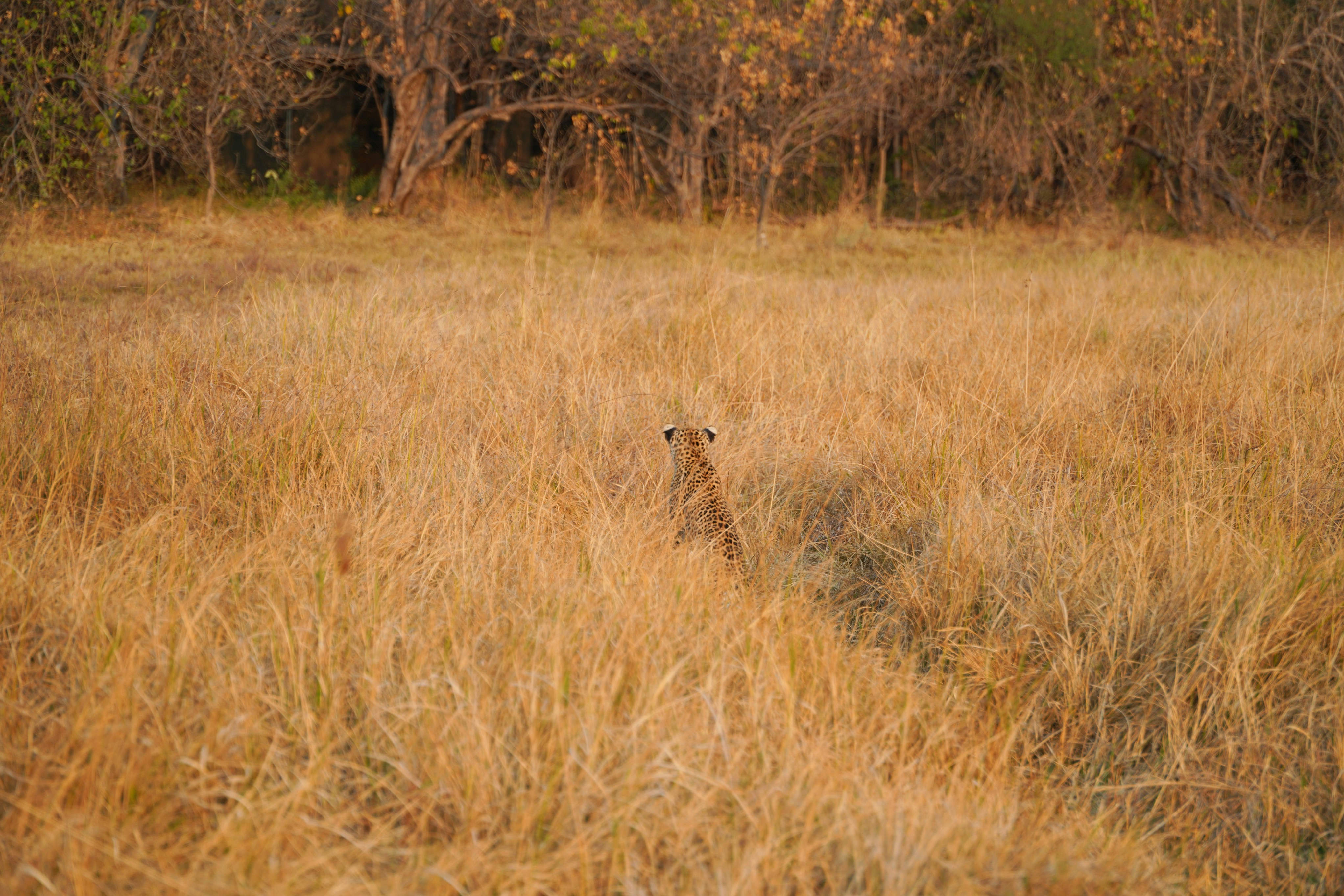 Camouflaged Sentinel in a Golden Grassland