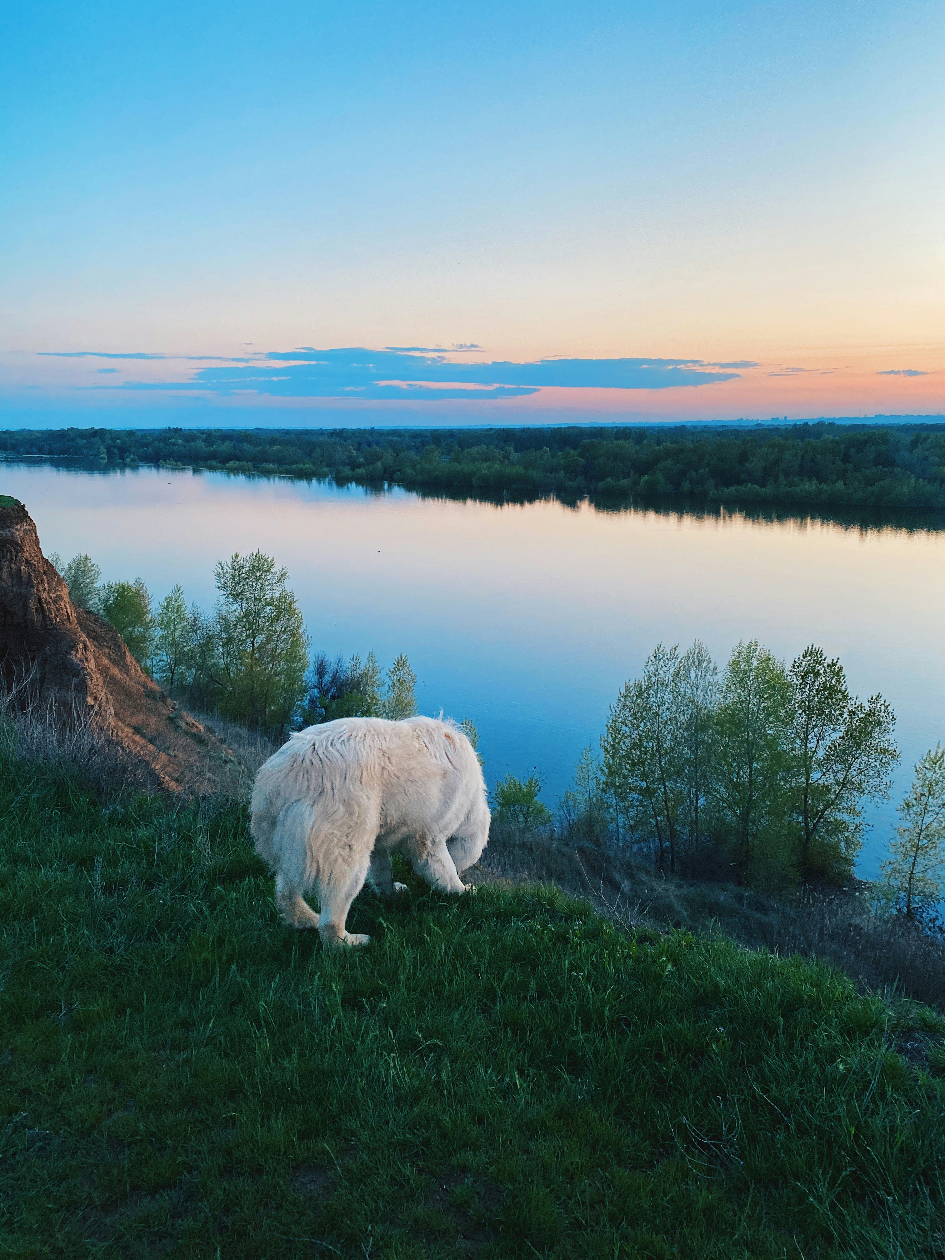On the River's Edge: A White Silhouette at Dusk