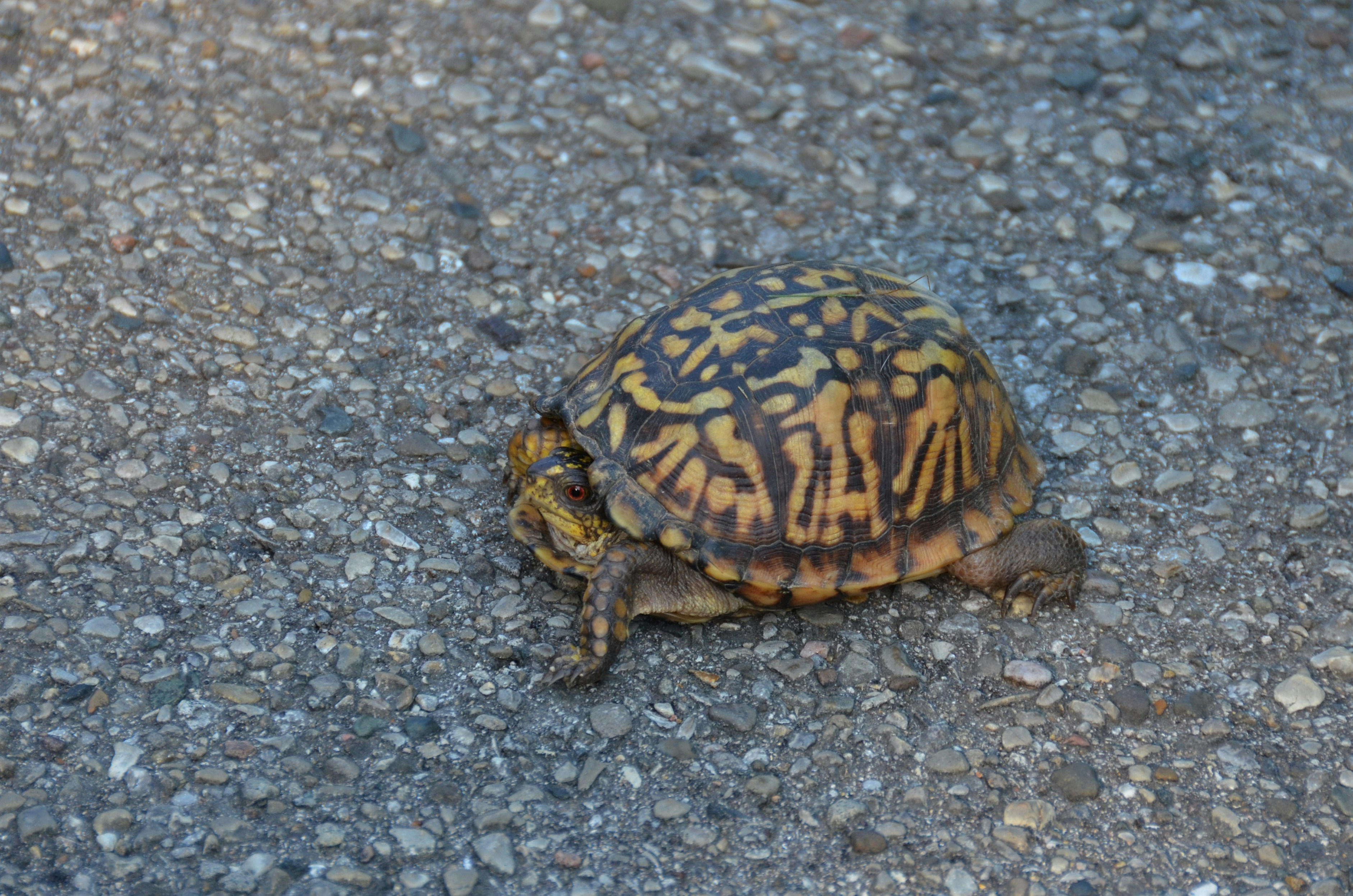 Eastern box turtle slowly traversing a gravel path, showcasing its intricate shell patterns and vibrant colors.