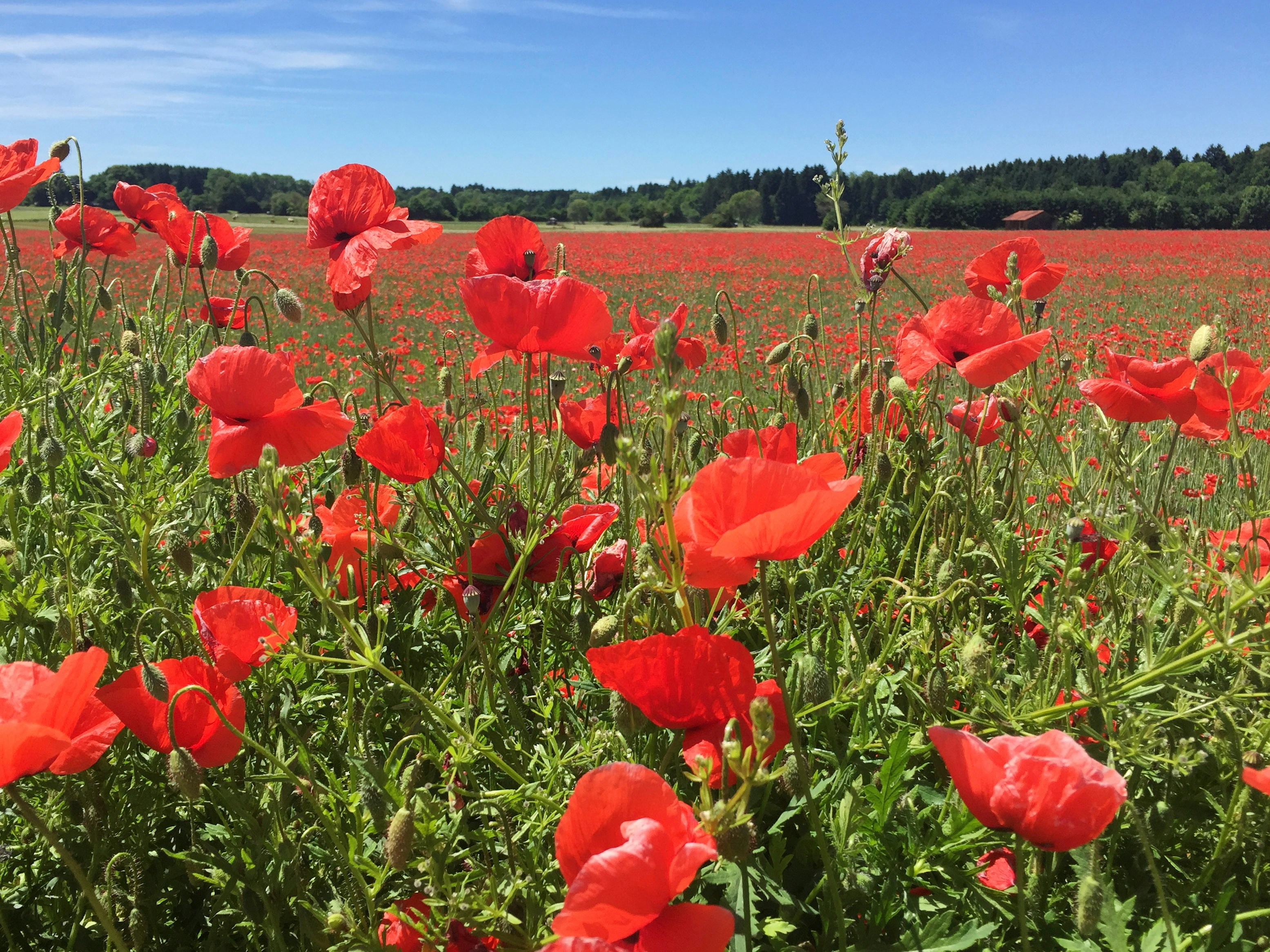Champ de fleurs rouges sous le ciel bleu pendant la journée photo ...