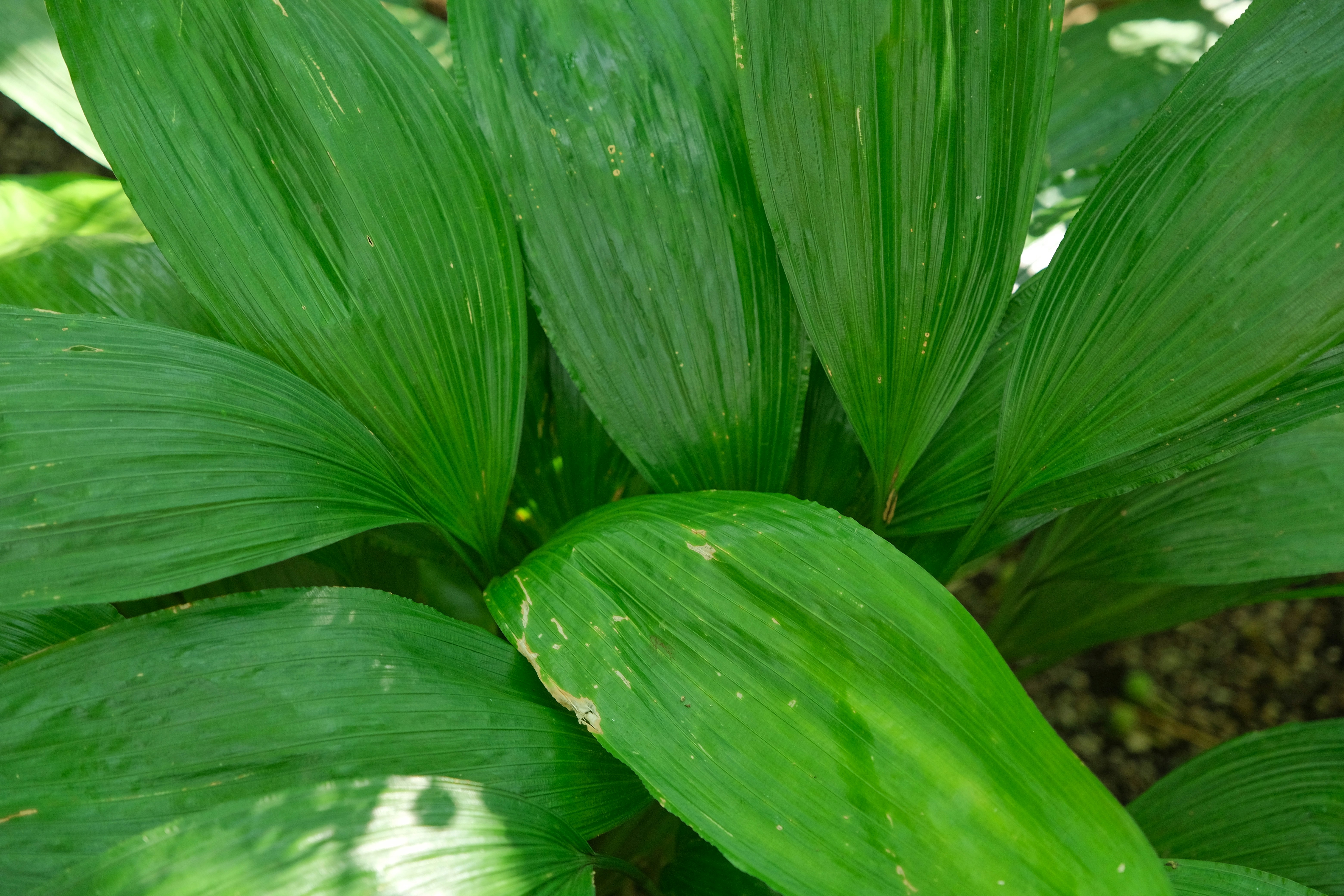 Verdant Pleats: Macro Study of Sunlit Leaf Textures