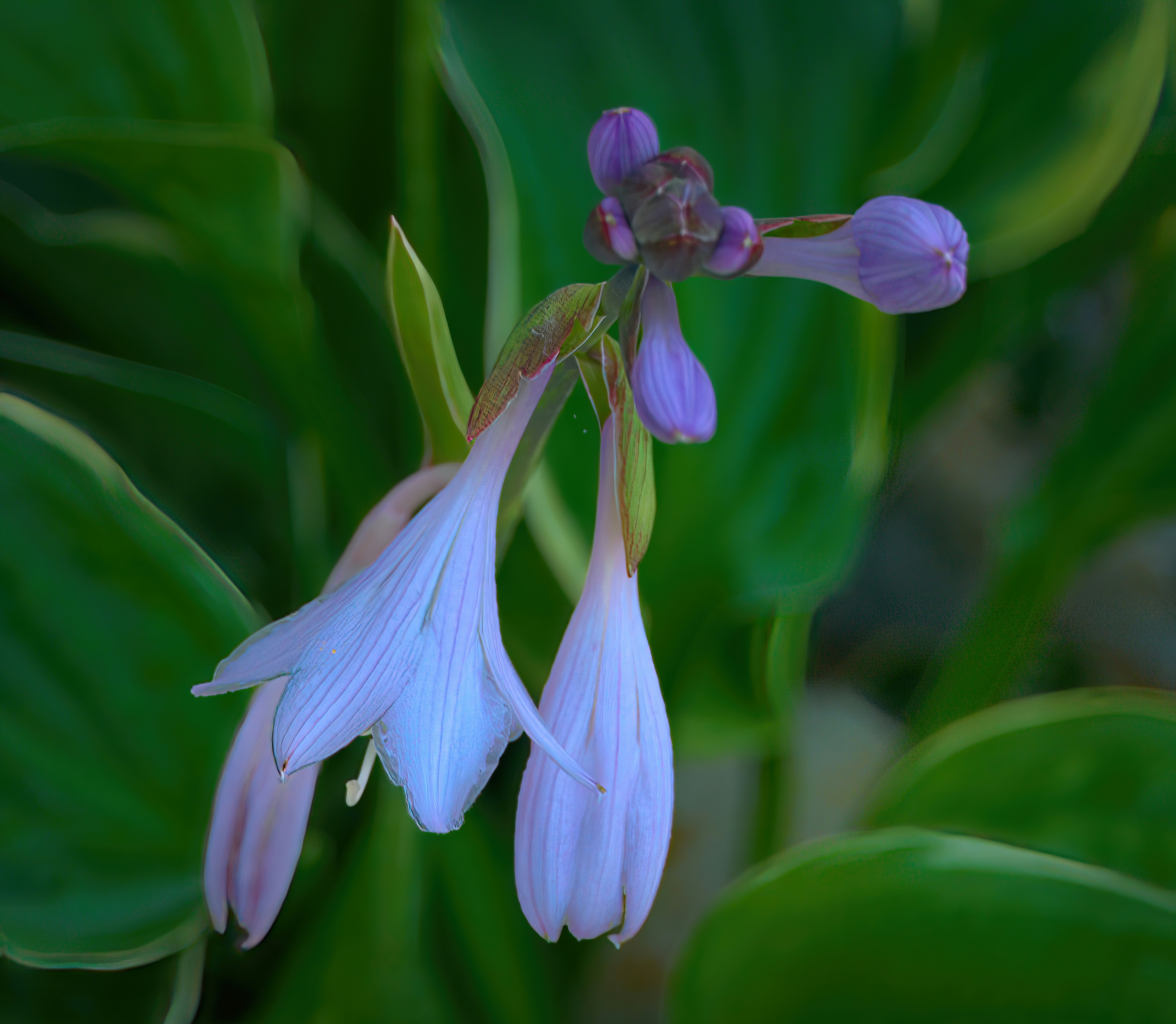 Lilac-Bell Close-Up: Delicate Blossoms Draped Among Emerald Leaves
