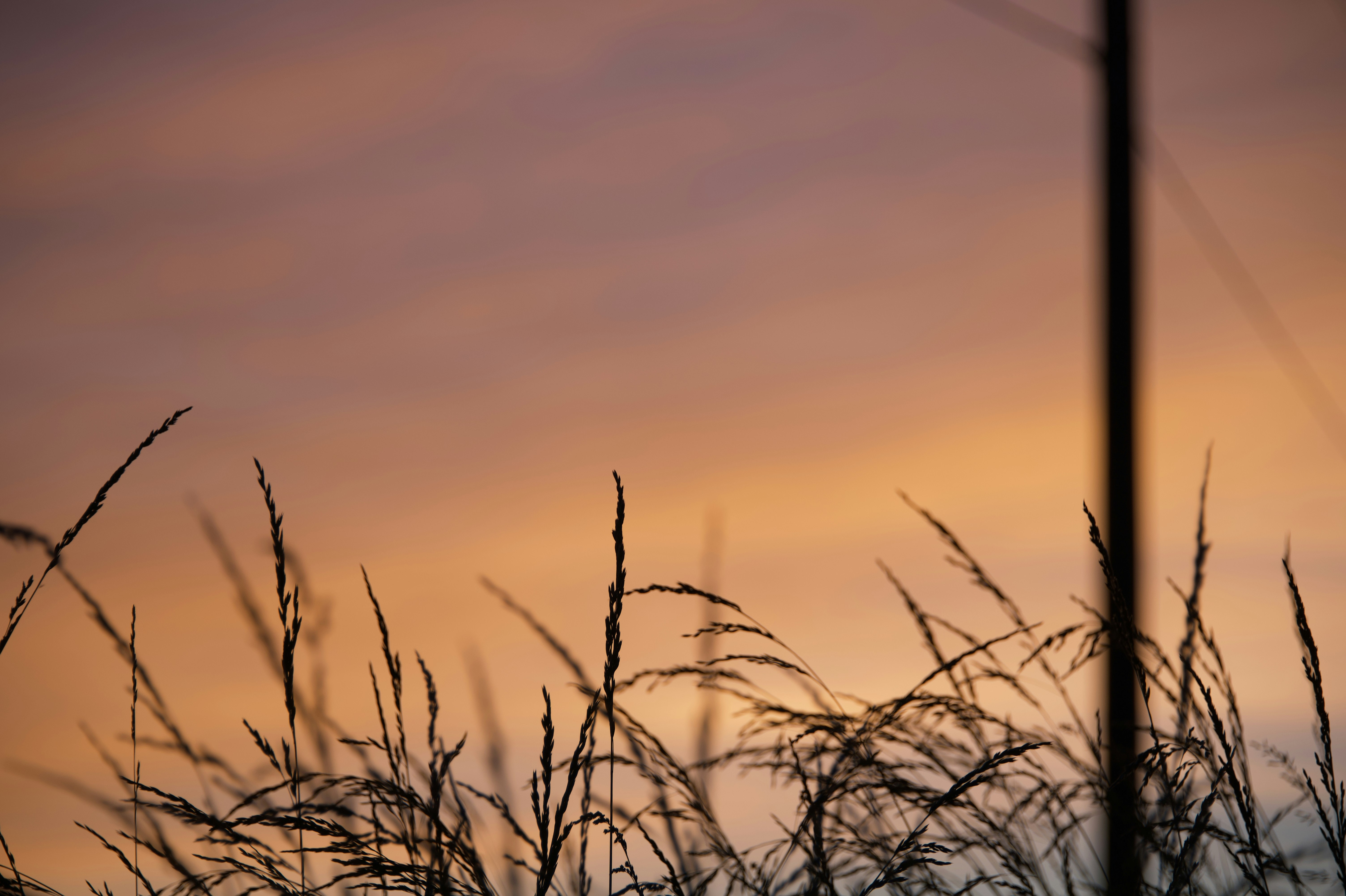 Silhouetted tall grass against a vibrant orange and pink sunset sky.