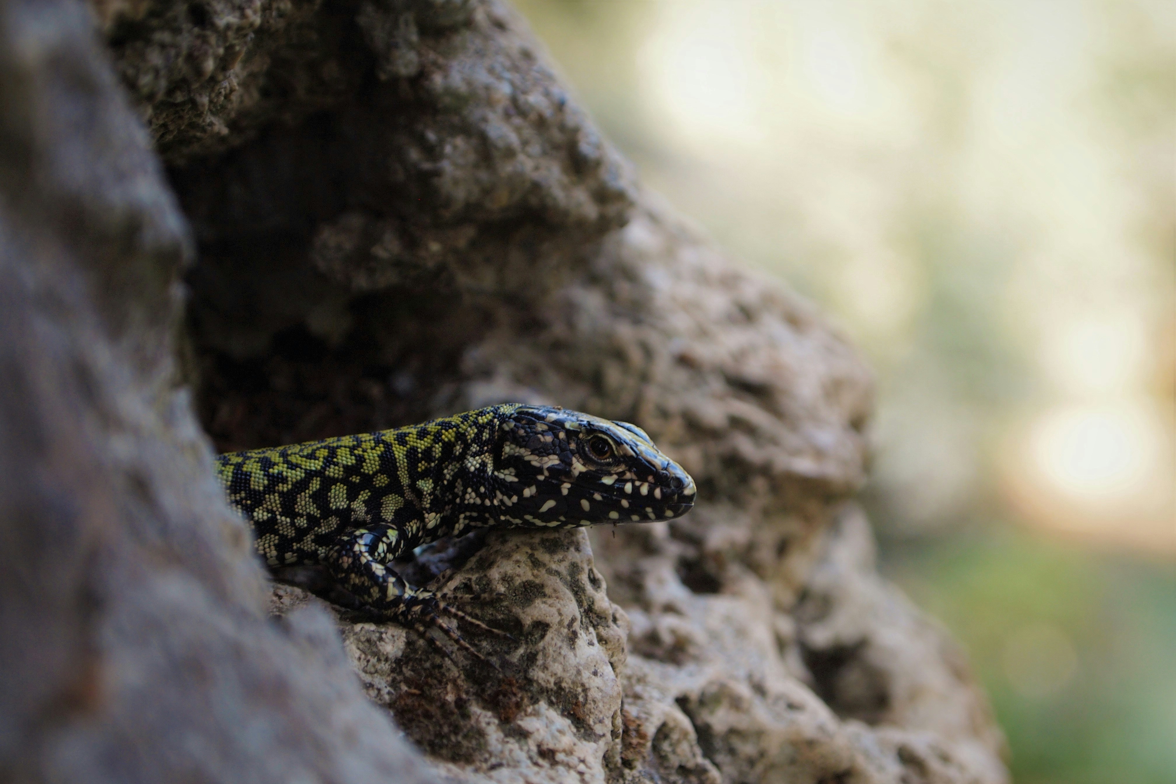 A vividly patterned lizard peeks out from a rocky crevice, showcasing its intricate scales against the textured stone. 