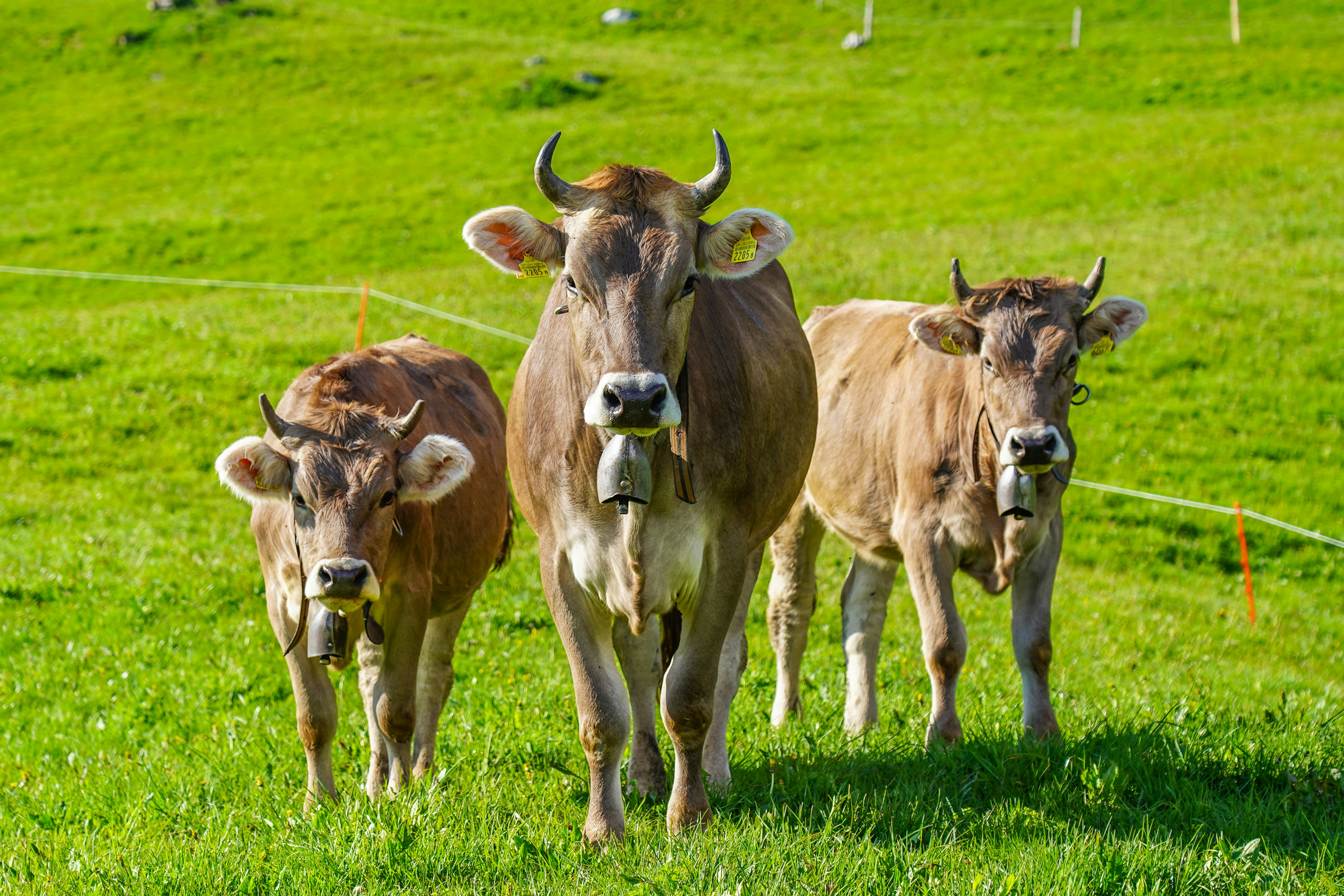 Swiss Cow Pictures | Download Free Images on Unsplash
