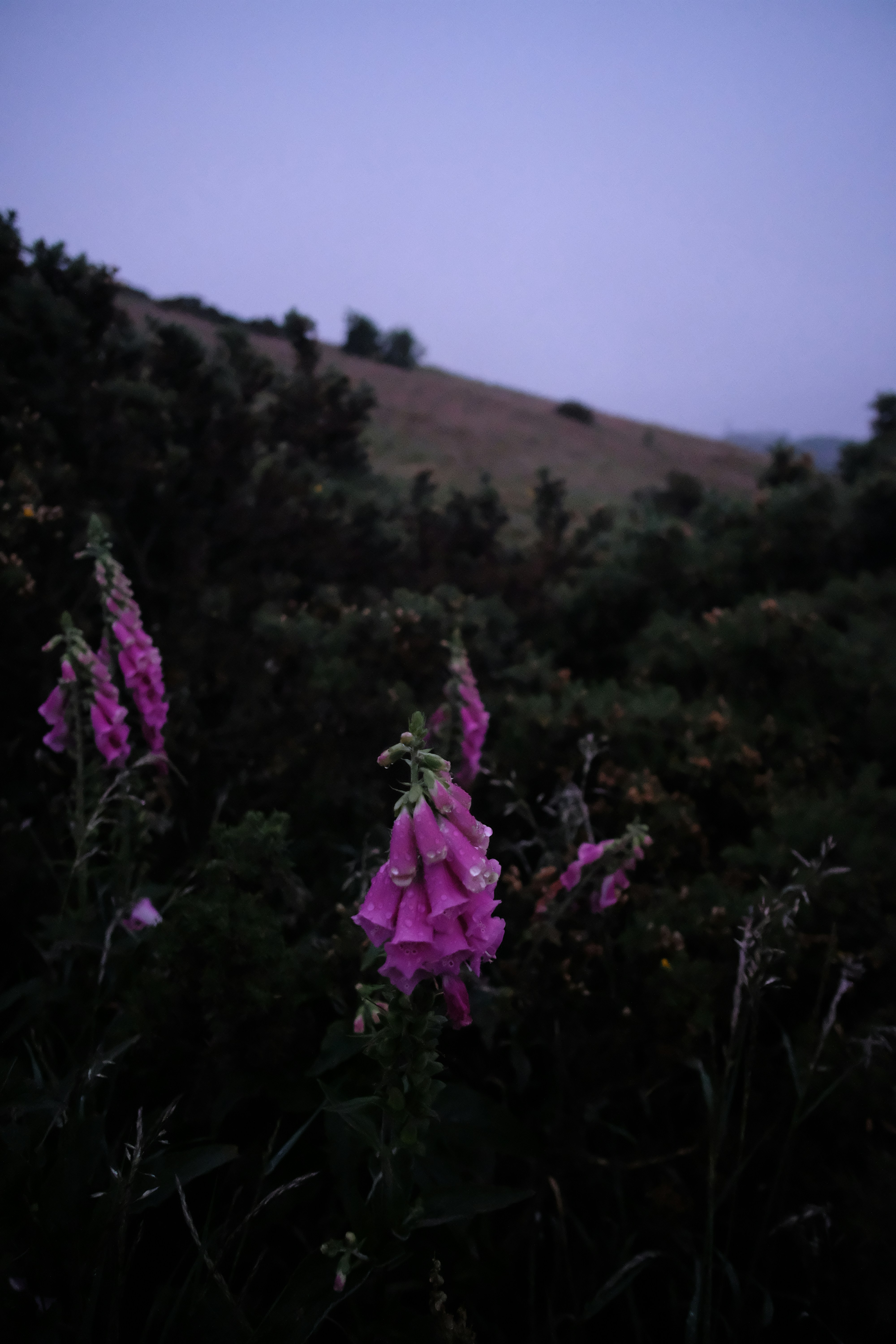 Purple Foxglove in Twilight Meadow