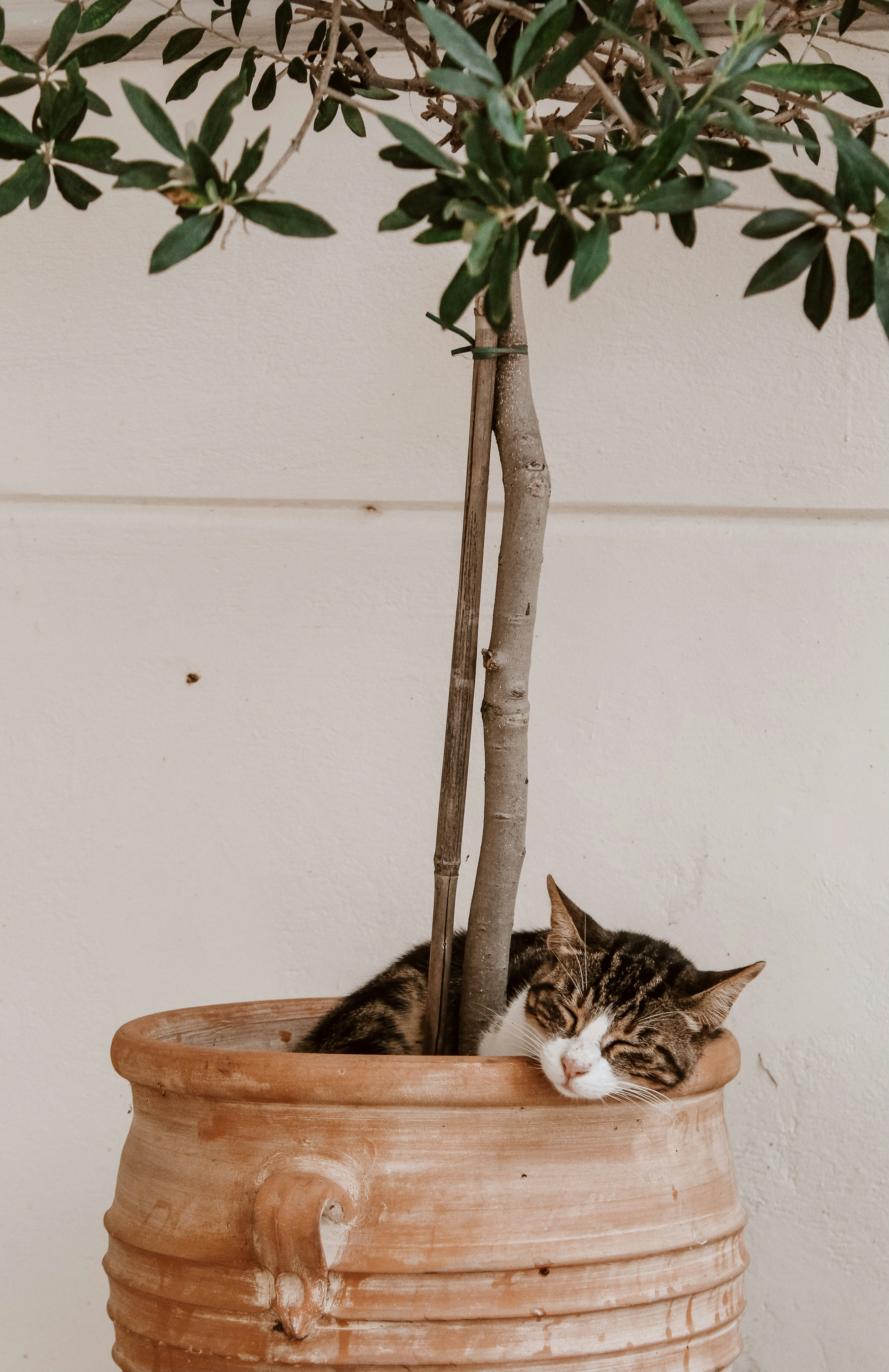 Nap in a Terracotta Pot Under a Tiny Olive Tree