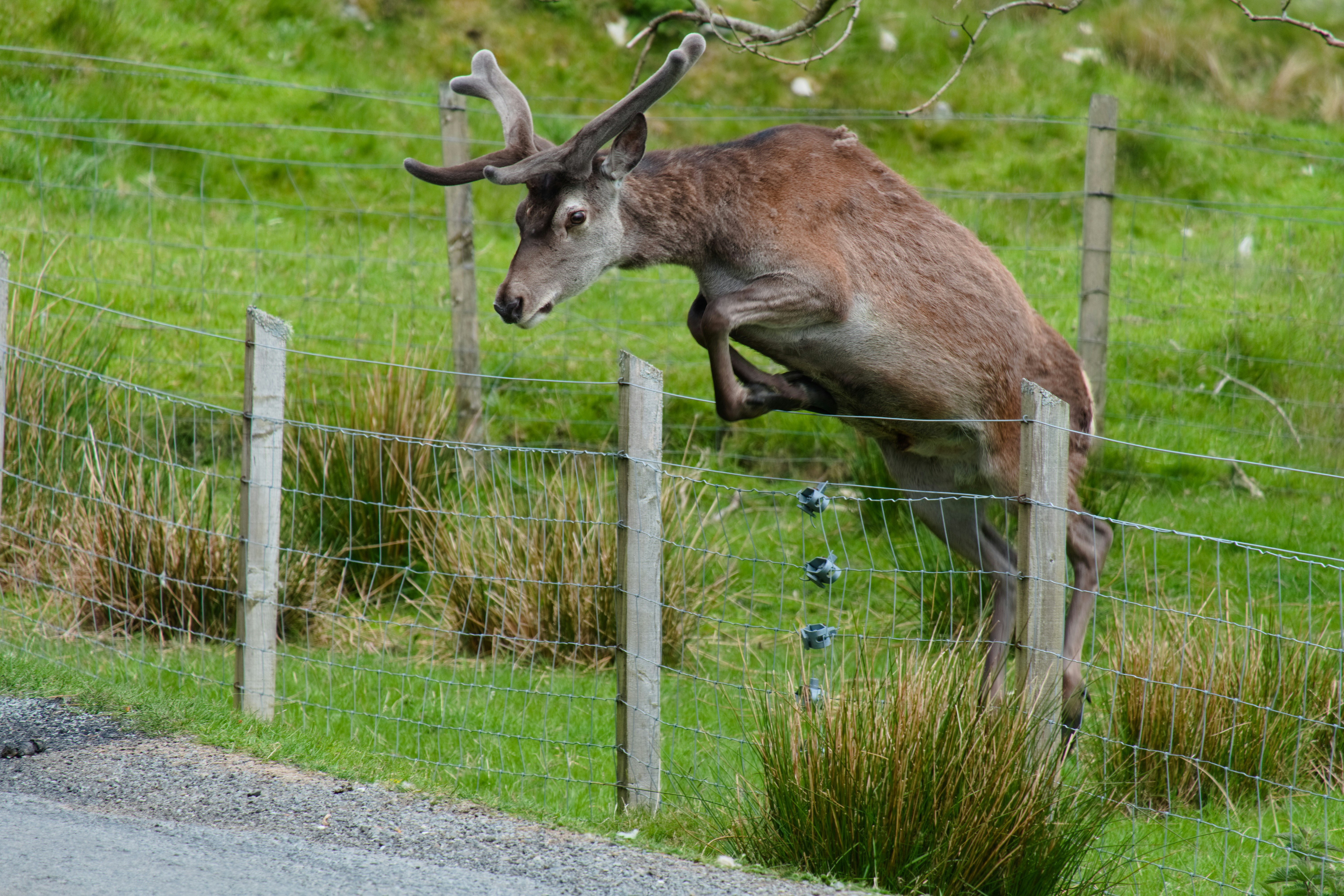 Mid-Leap Stag Against a Woven Fence in a Lush Meadow