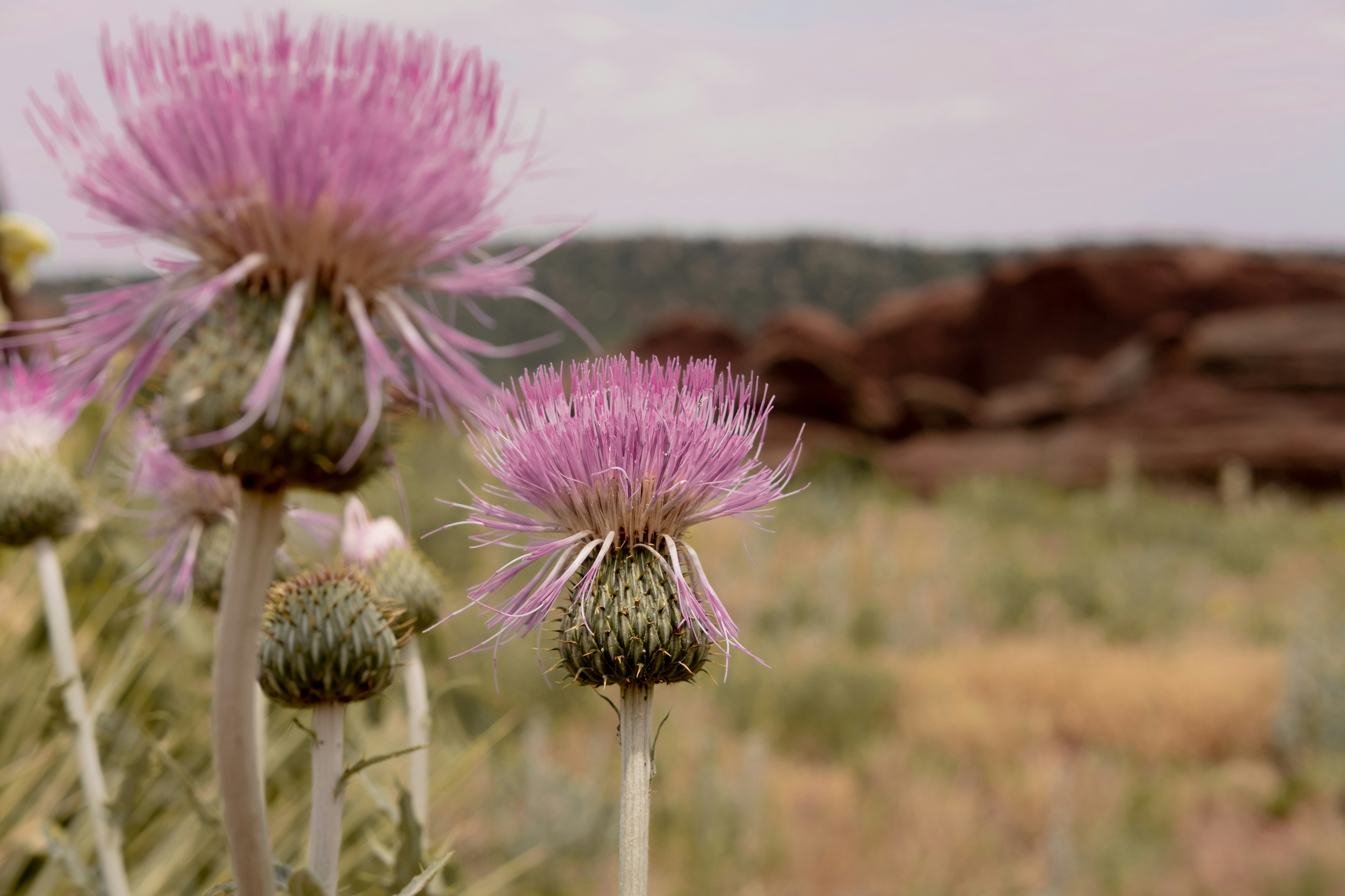 Pink Thistle Bloom in a Wind-Swept Desert Meadow
