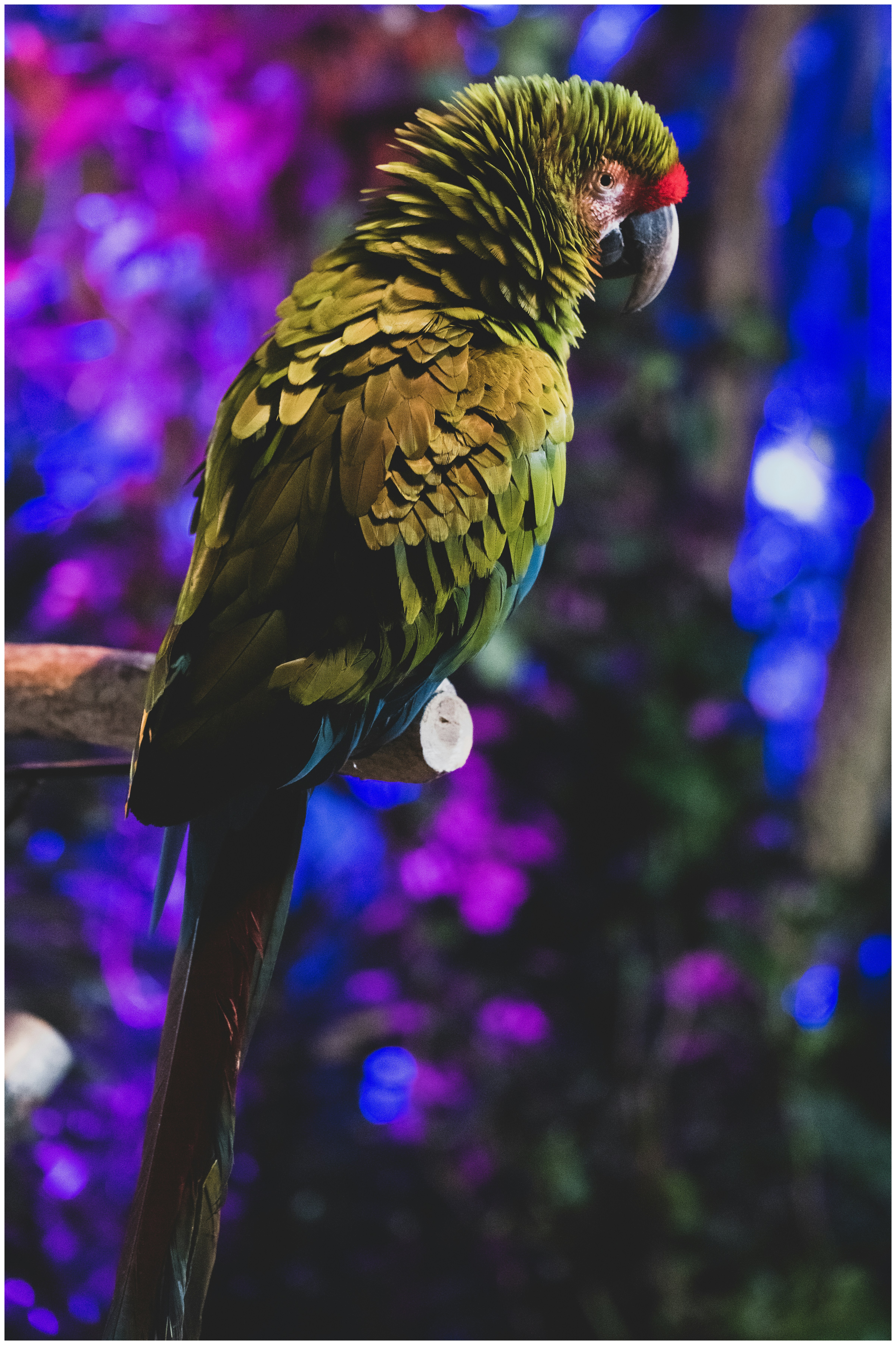 Loro Pictures | Download Free Images on Unsplash