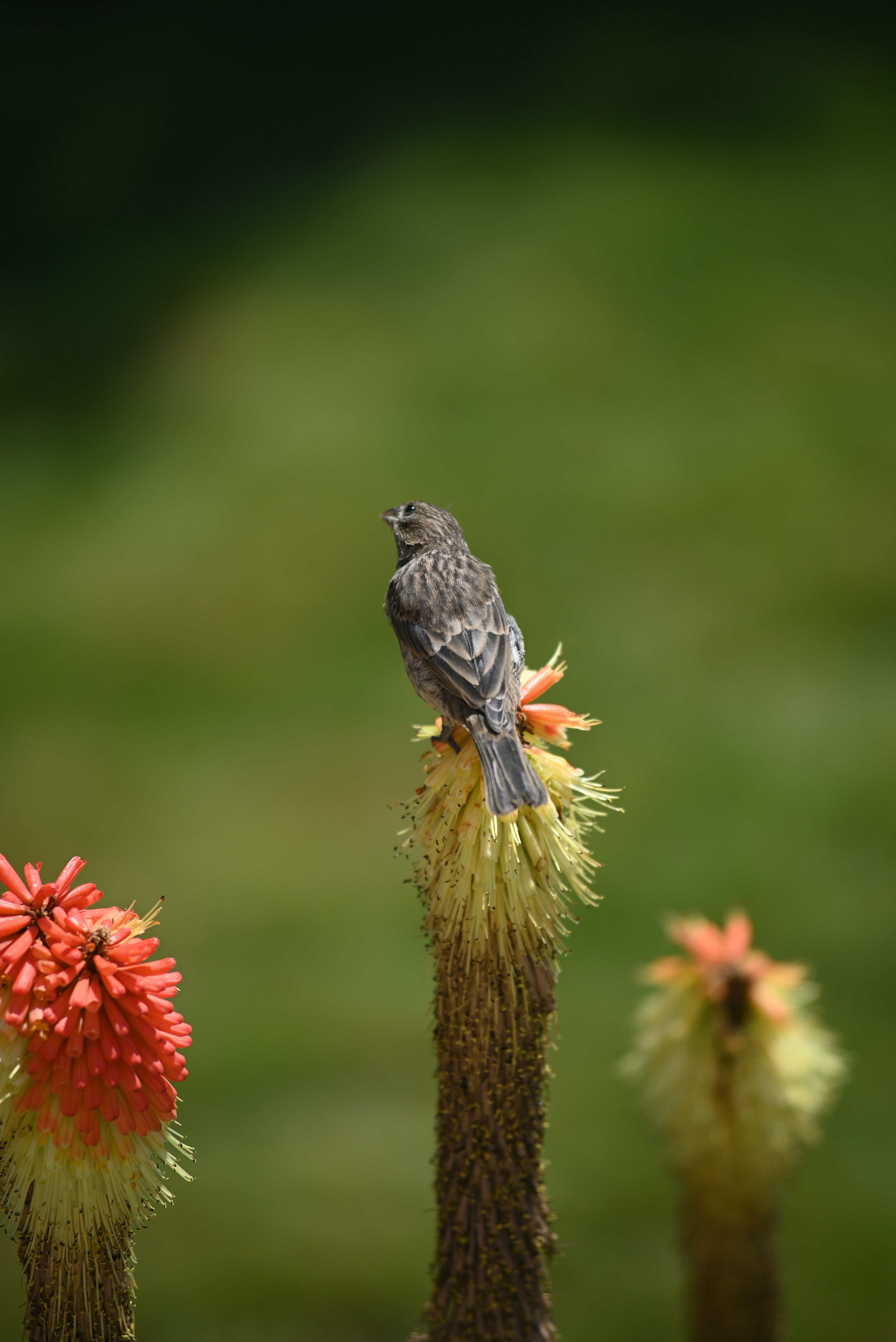 gray bird on brown tree branch
