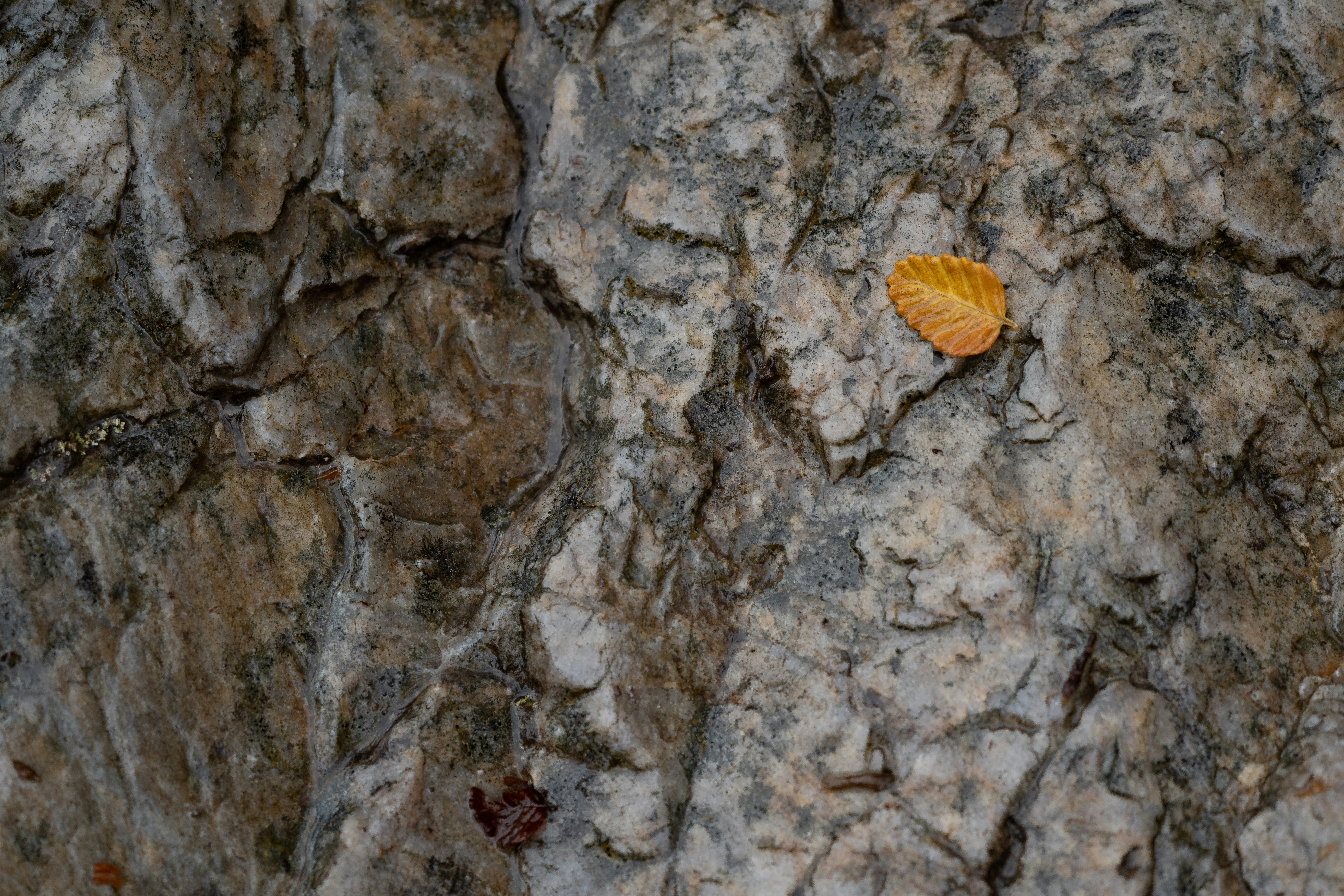 A lone yellow leaf rests on a textured stone surface, highlighting the contrast between organic and inorganic elements.