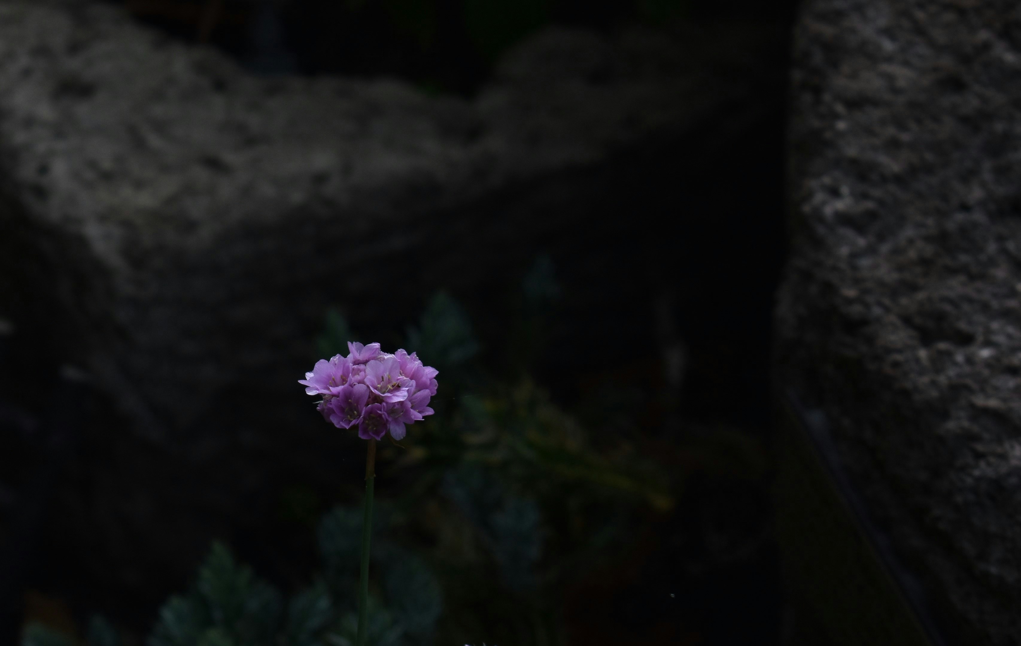 Single Pink Bloom Quietly Emerges from Shadowed Rock