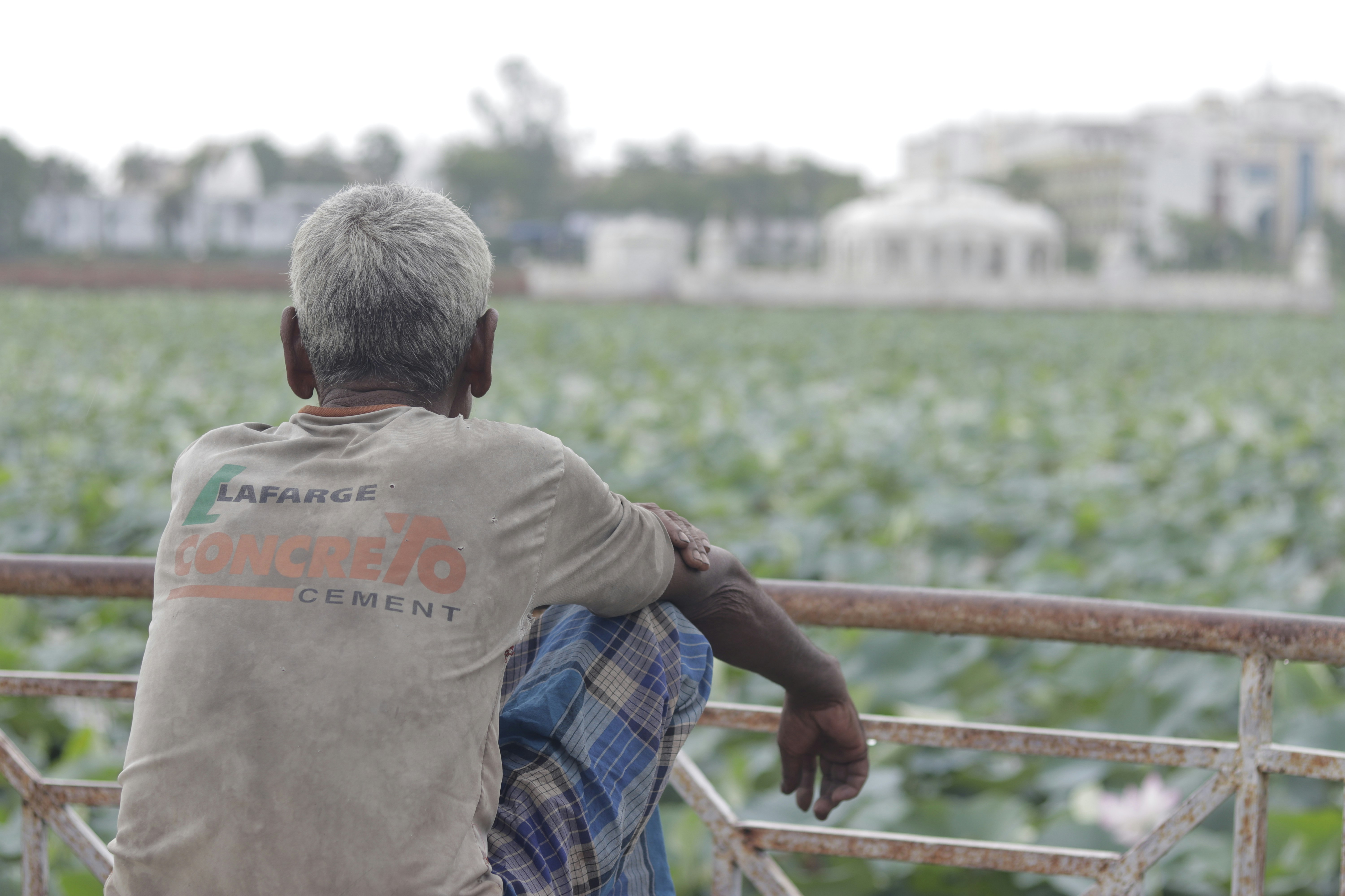 Back-turned Watcher by the Water: A Quiet Gaze Across a Lotus-Filled Shore