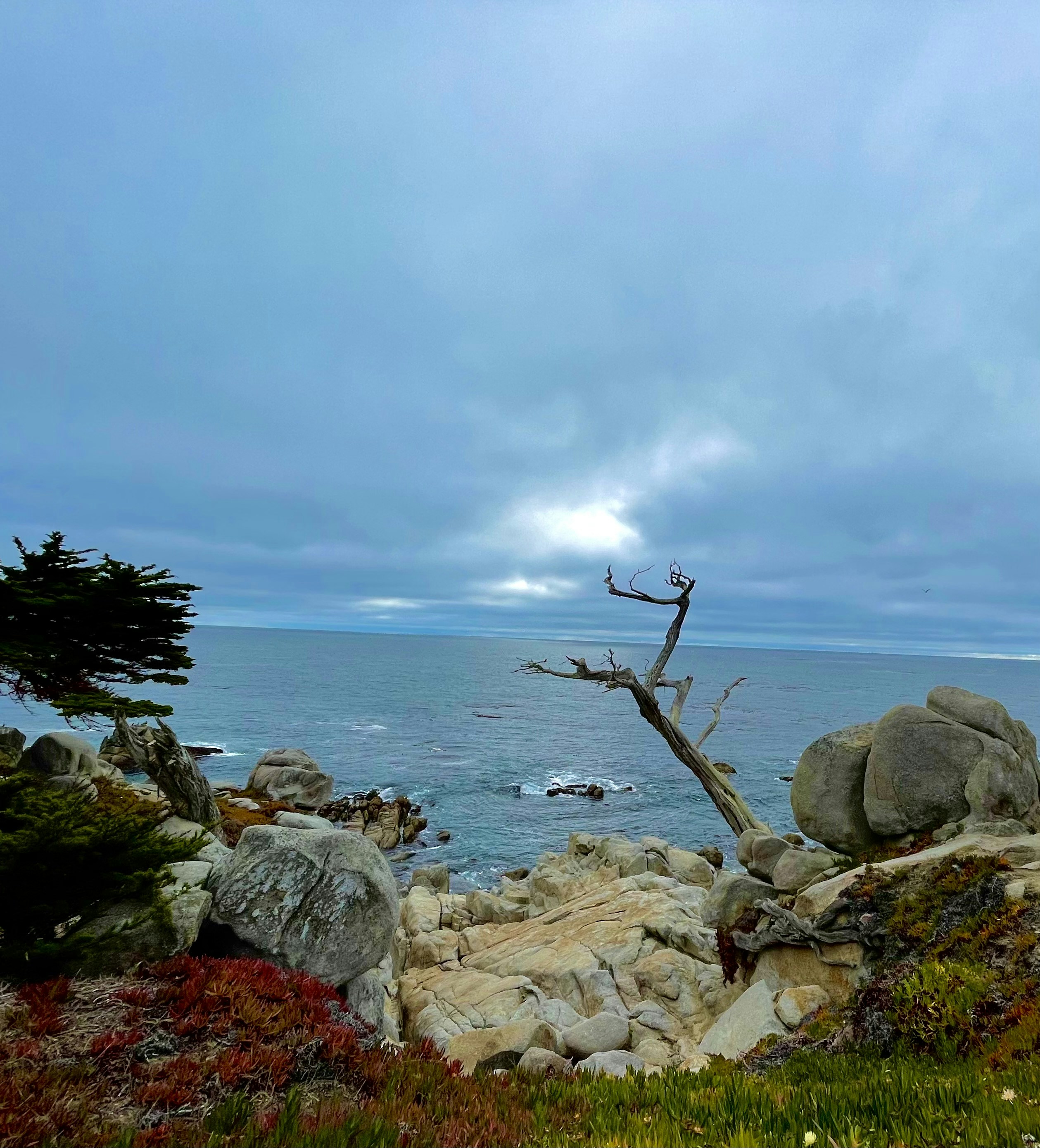 the lone tree on the sea shore