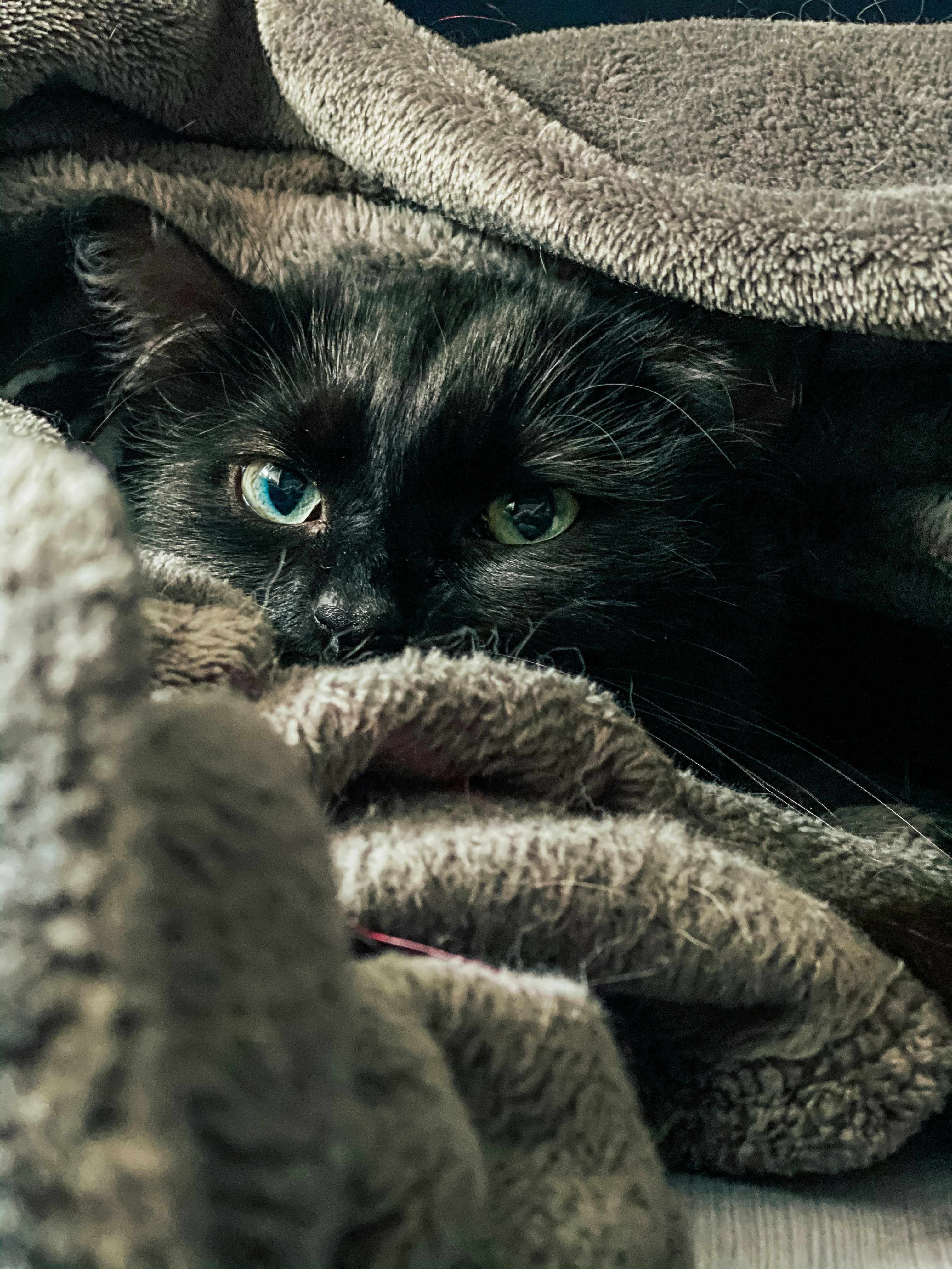 Whispering Eyes in a Cloak of Velvet