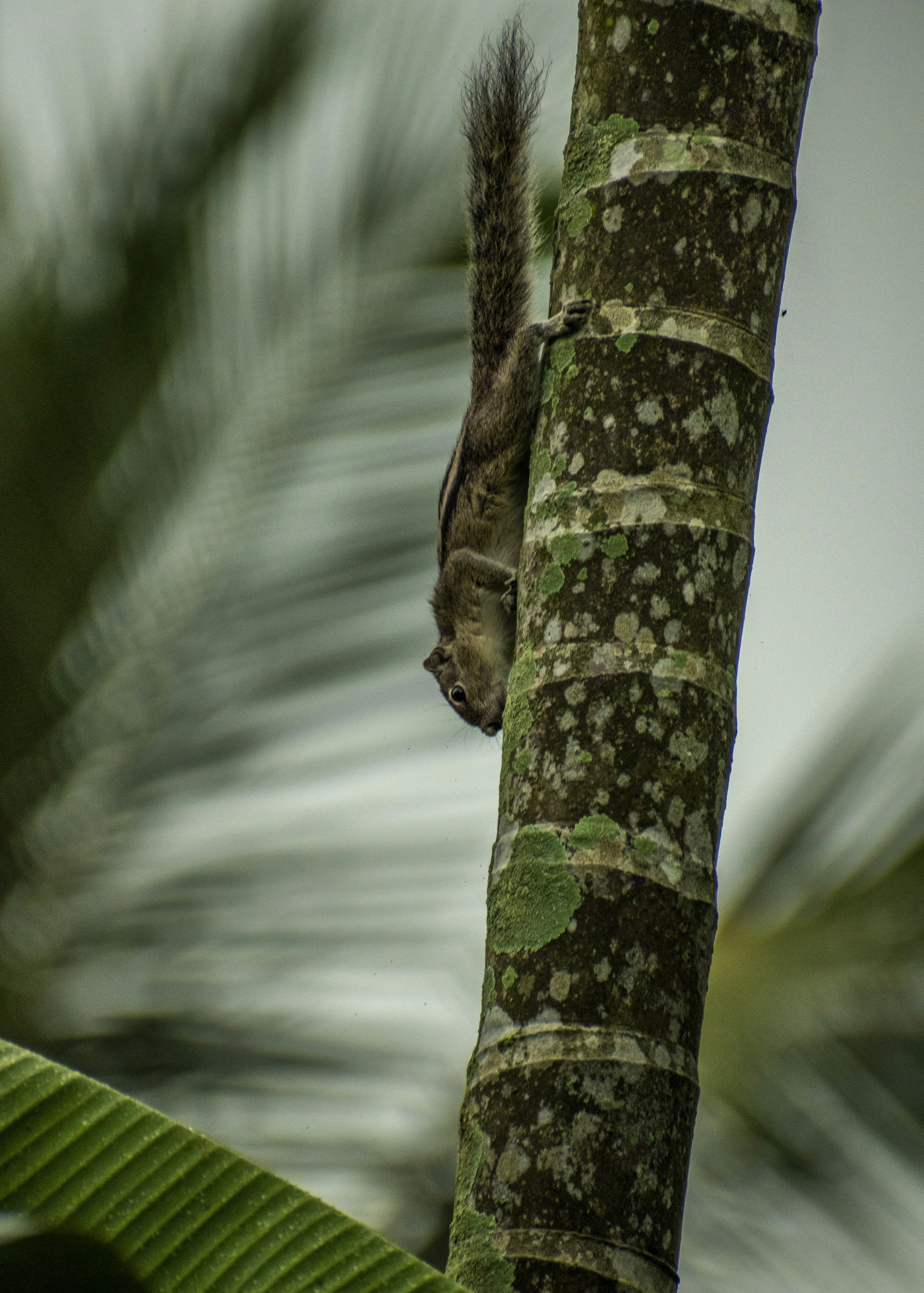 A squirrel navigating down a textured palm tree trunk, surrounded by blurred foliage. The scene captures the agility and focus of the animal.