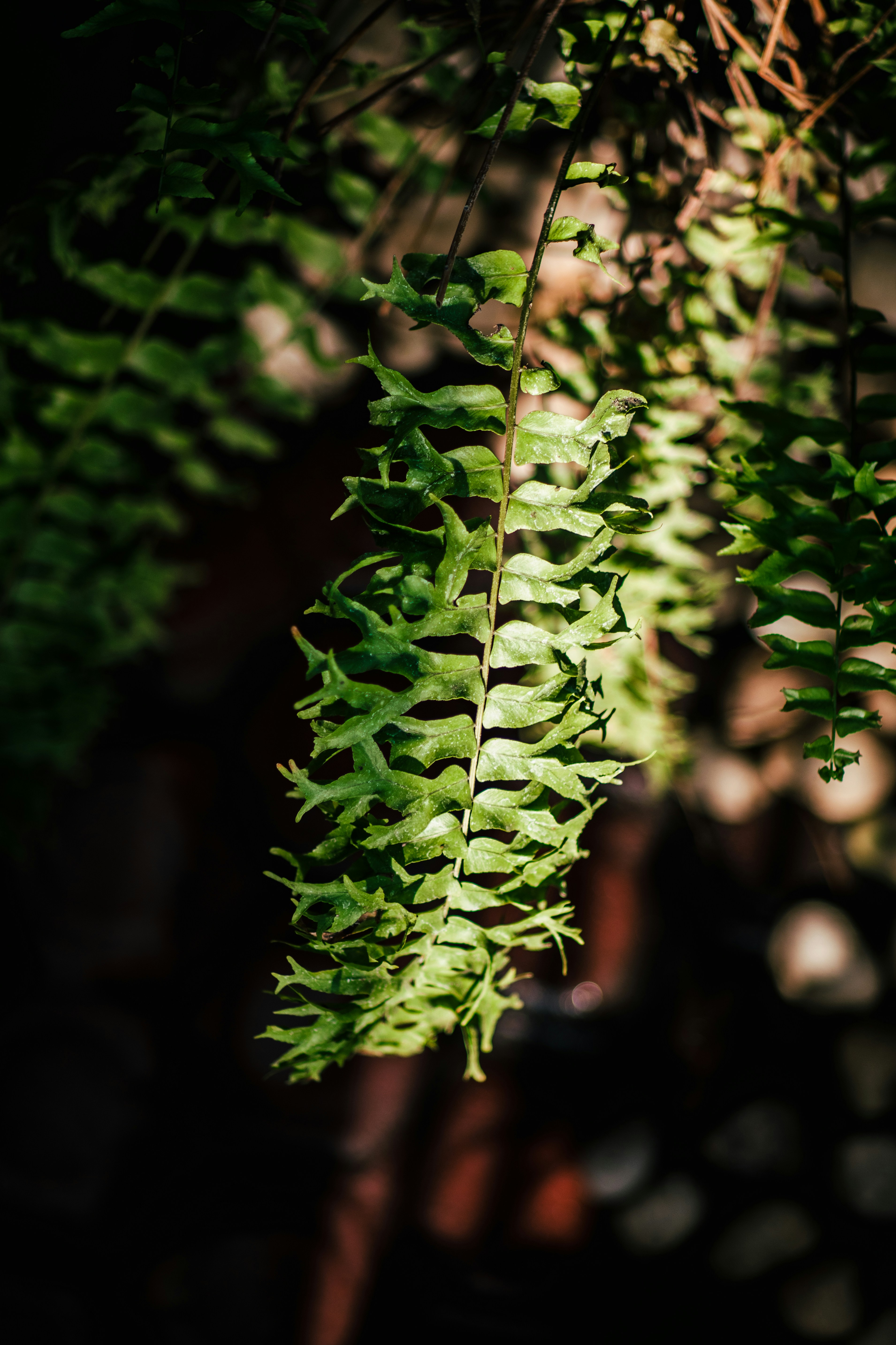 Emerald Ferns in Quiet Dappled Light