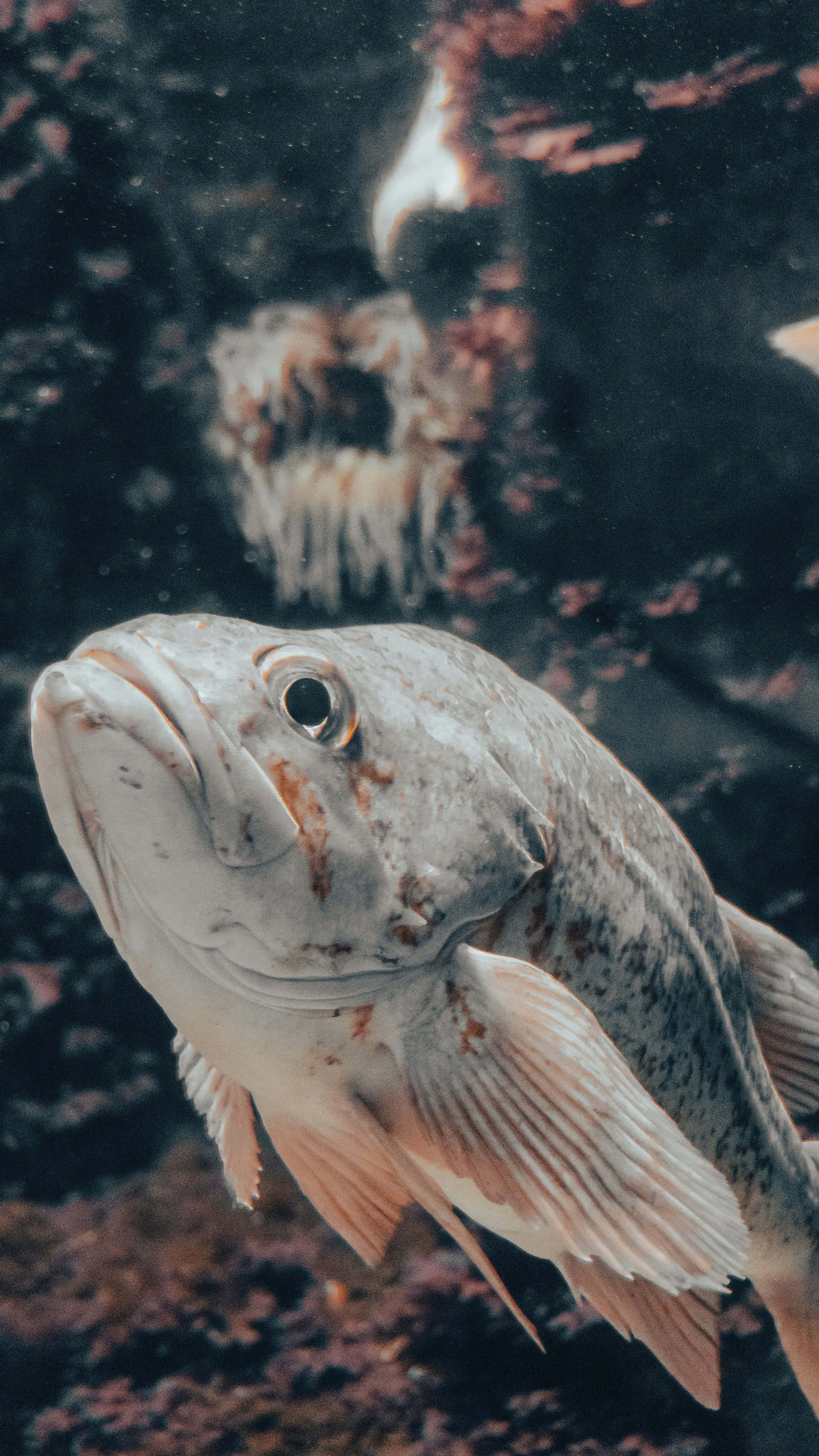 Grey and white fish in close up photography photo – Free Long beach ...
