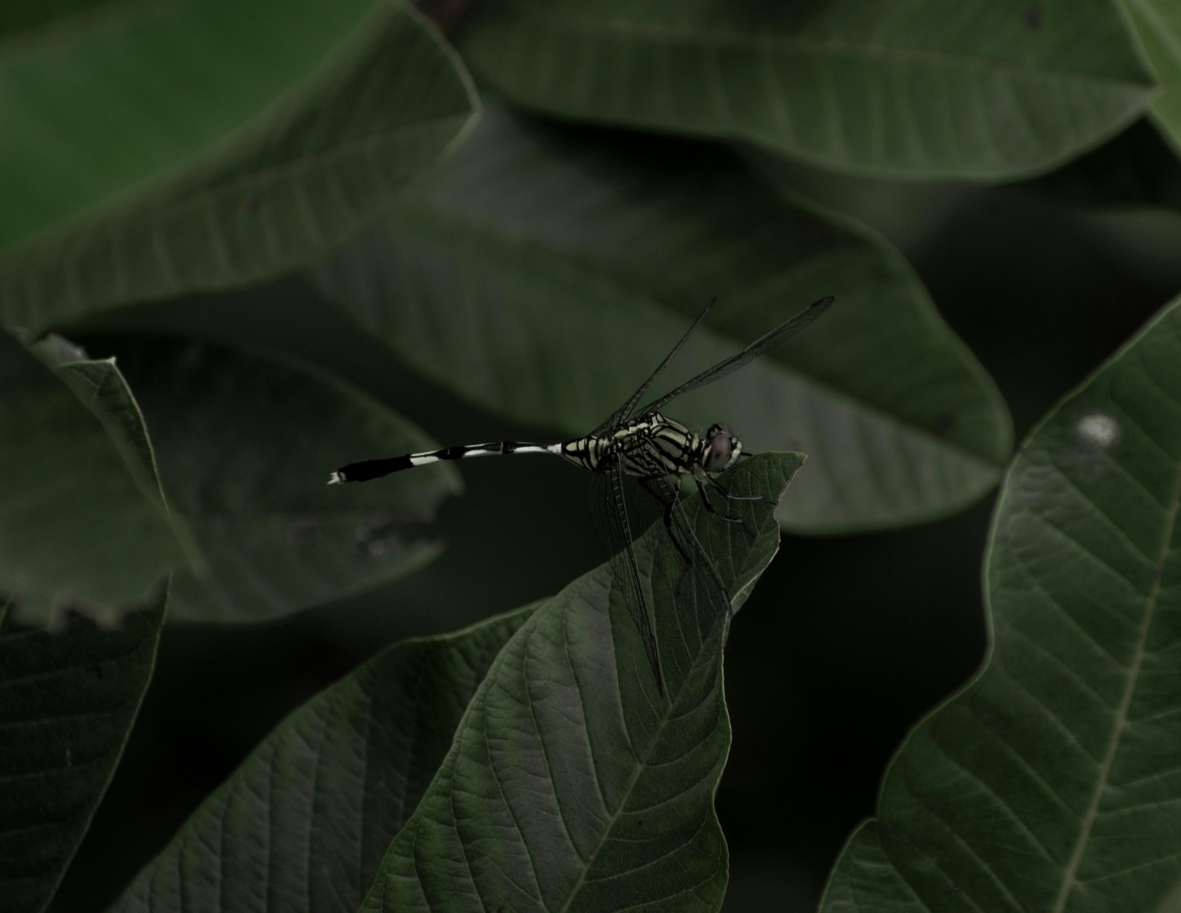 Libélula blanca y negra sobre hoja verde foto – Imagen de Negro ...