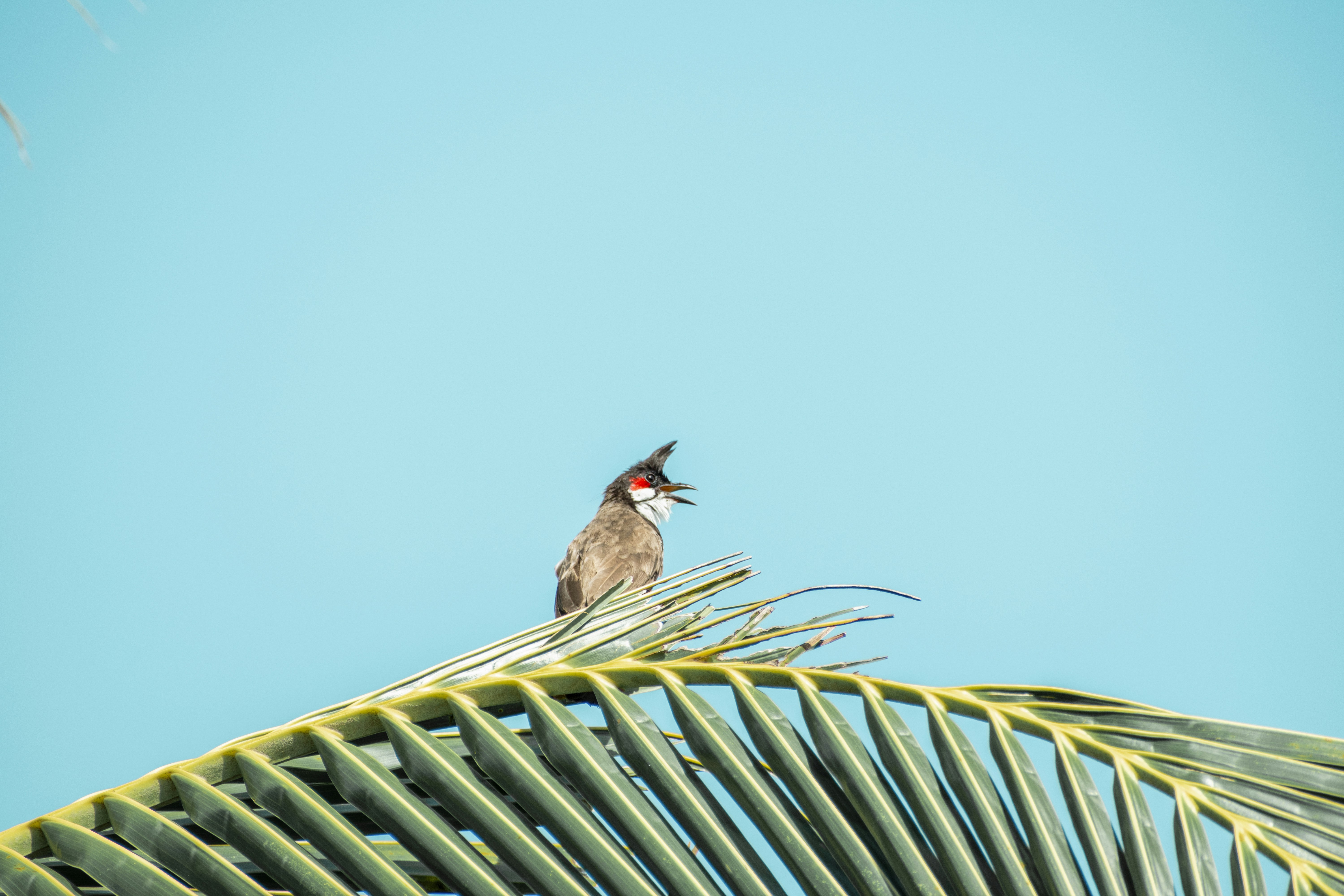 Red-Throated Sentinel Perched on a Palm Frond Under a Cerulean Sky