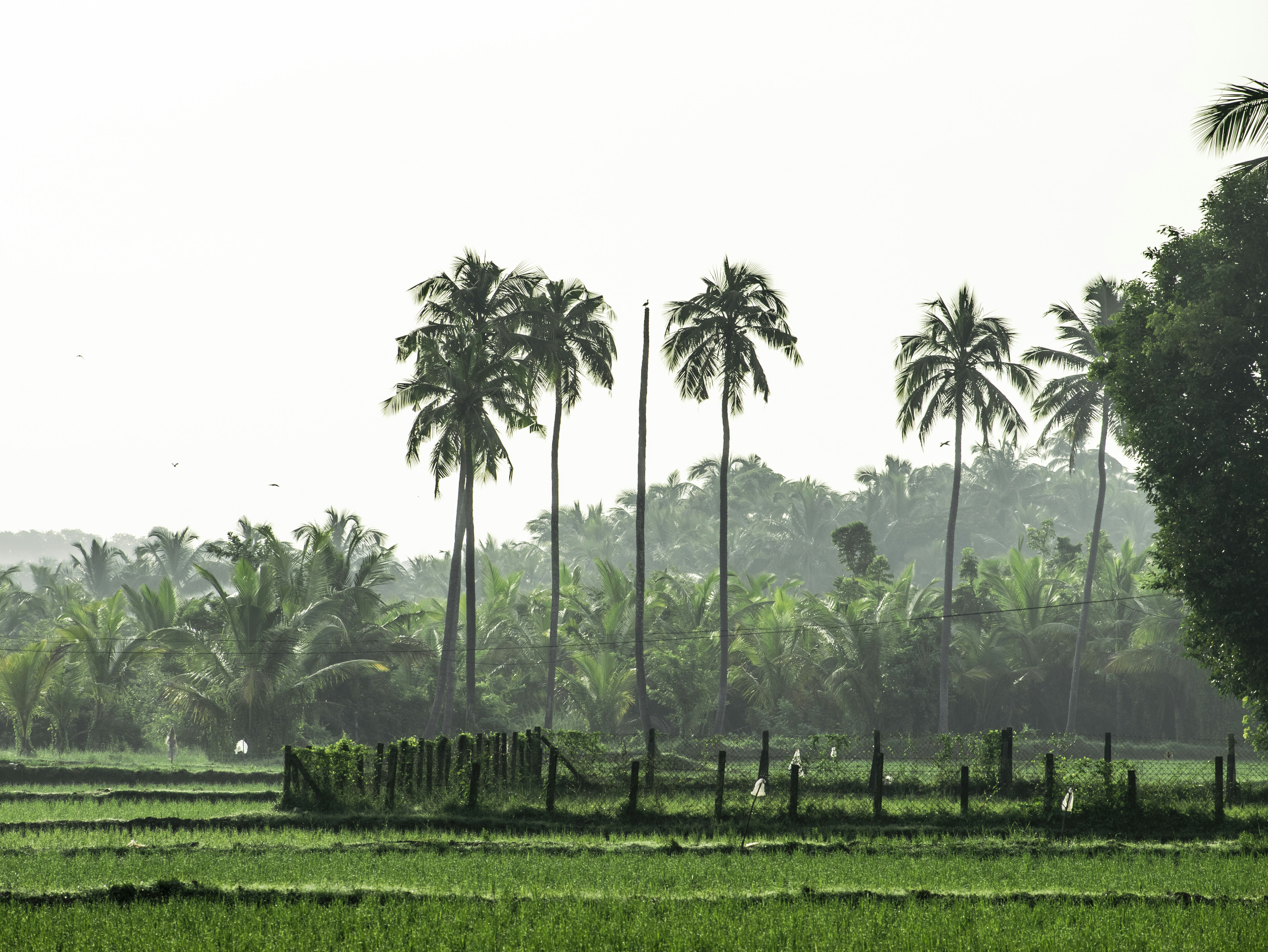 Green grass field surrounded by green trees photo – Free India Image on ...