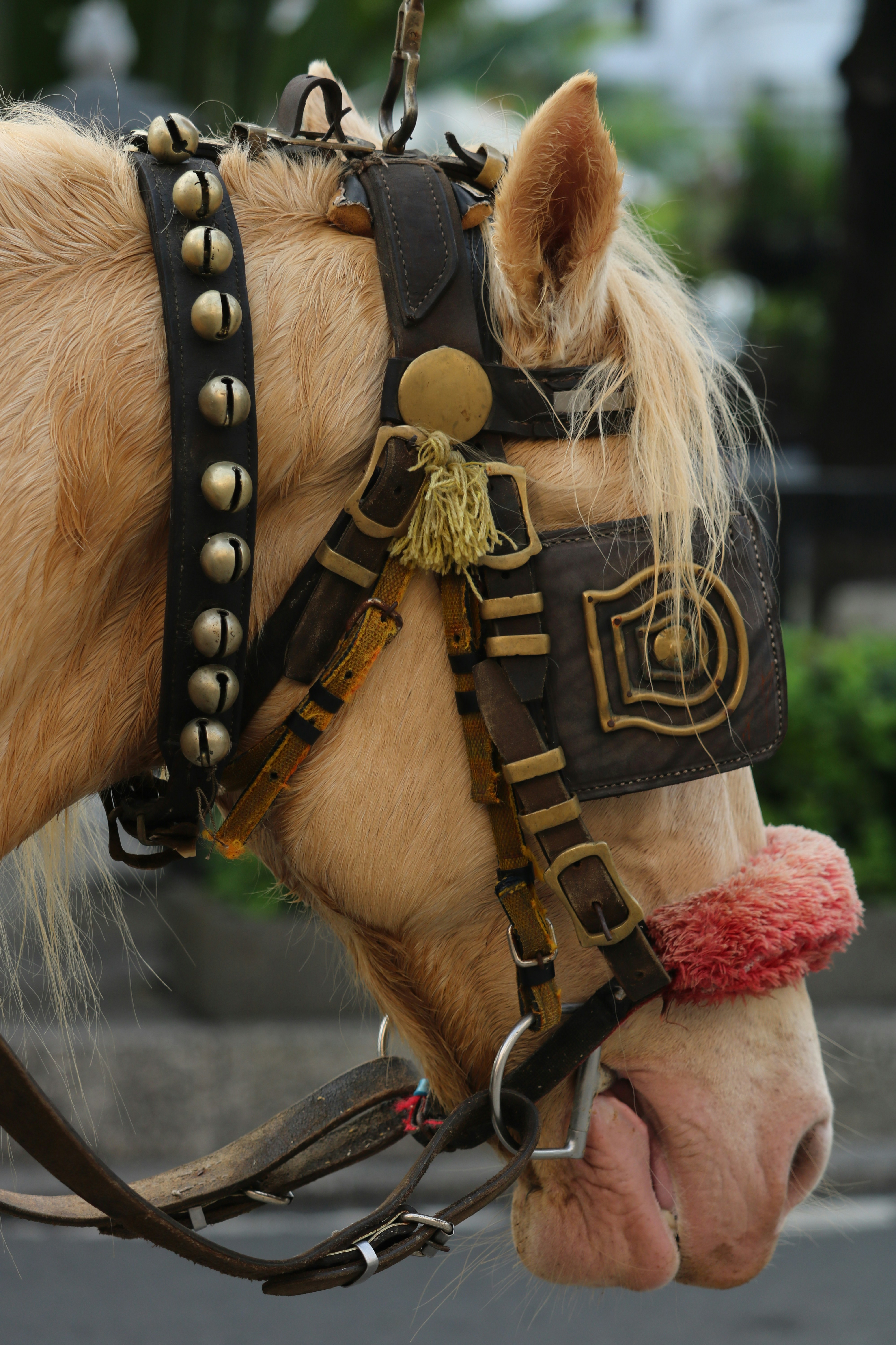 Harnessed Portrait: A Closer Look at the Ornate Horse Tack