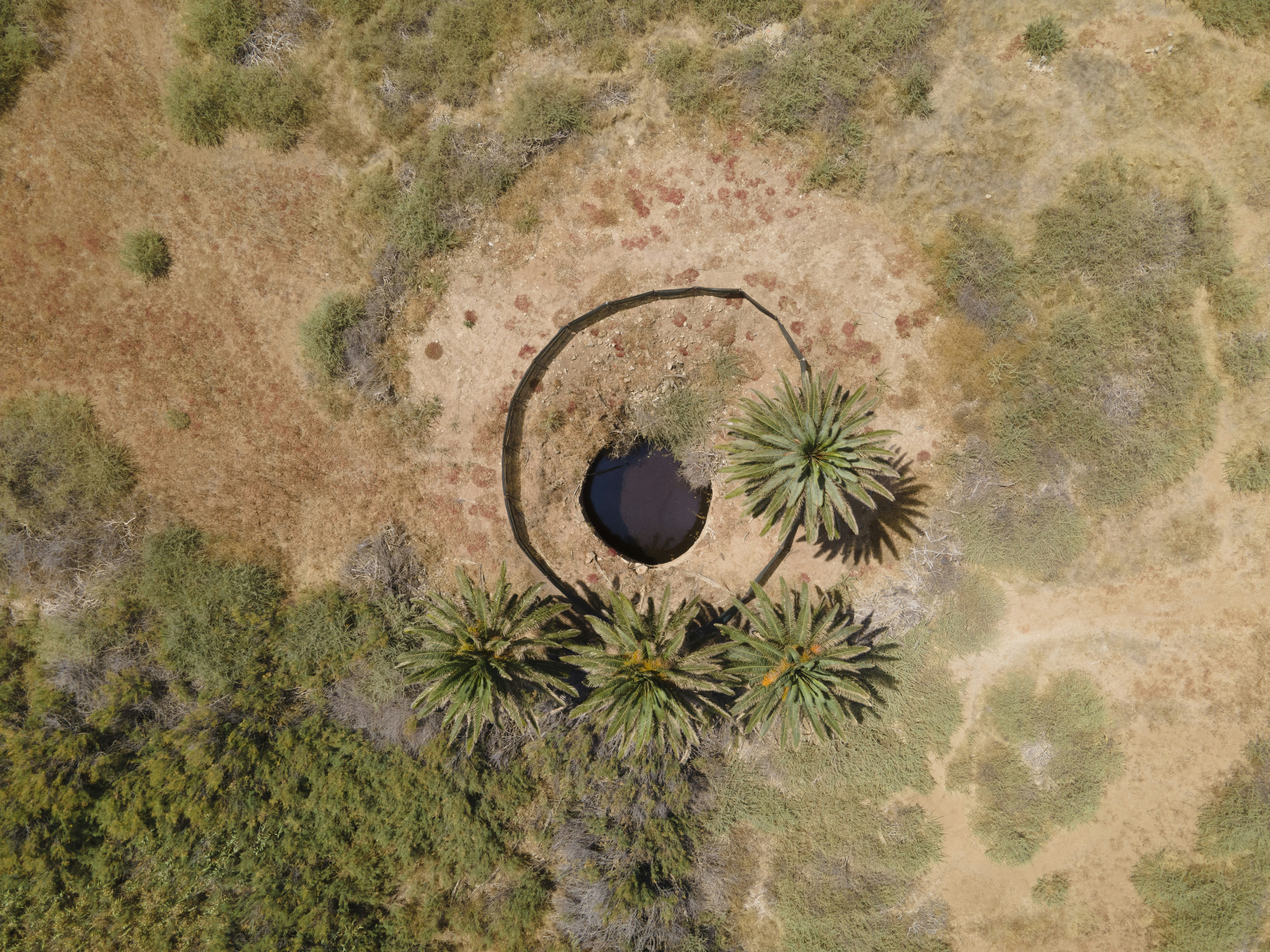 Circular Oasis Crowned by Palm Rings