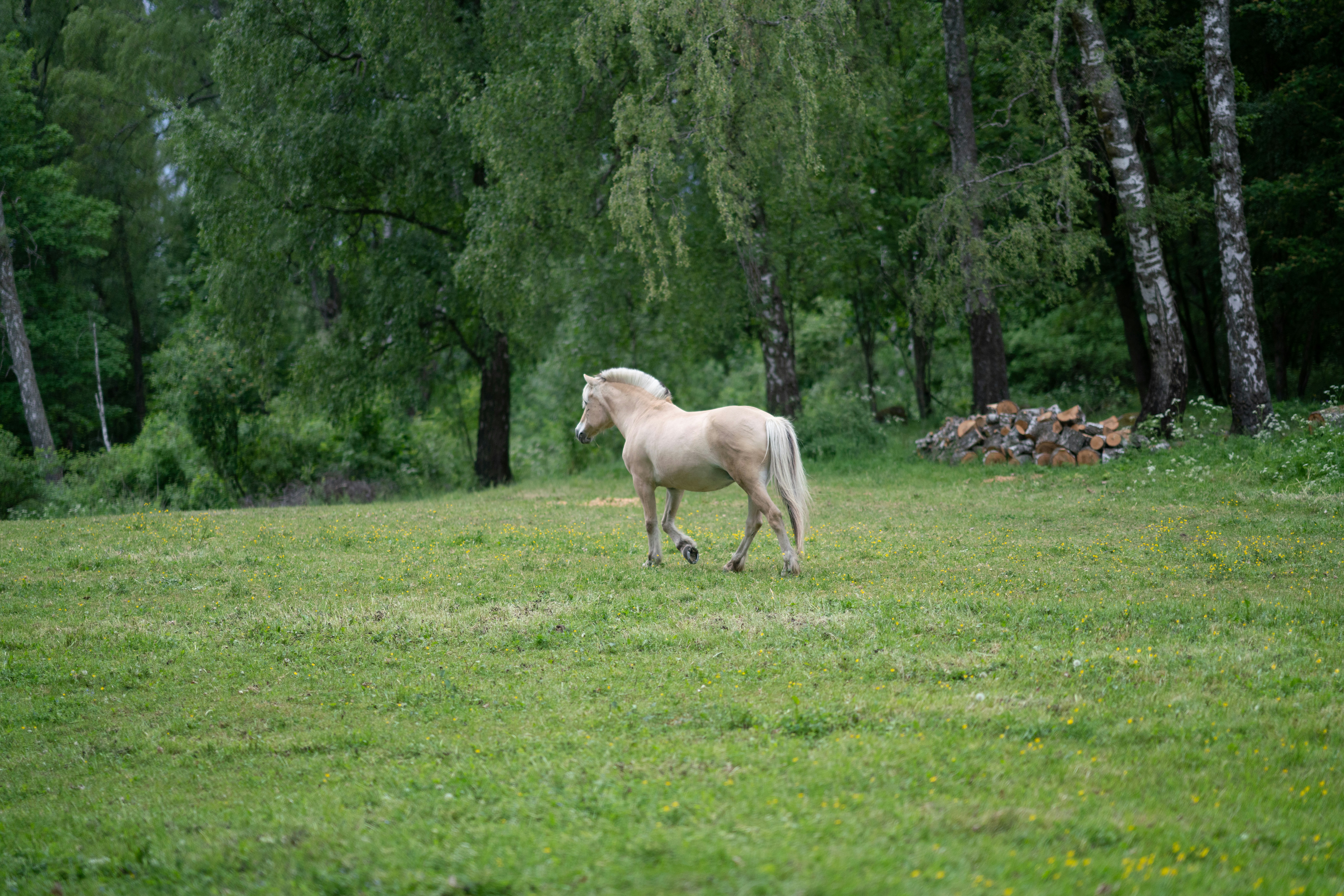 white horse on green grass field during daytime