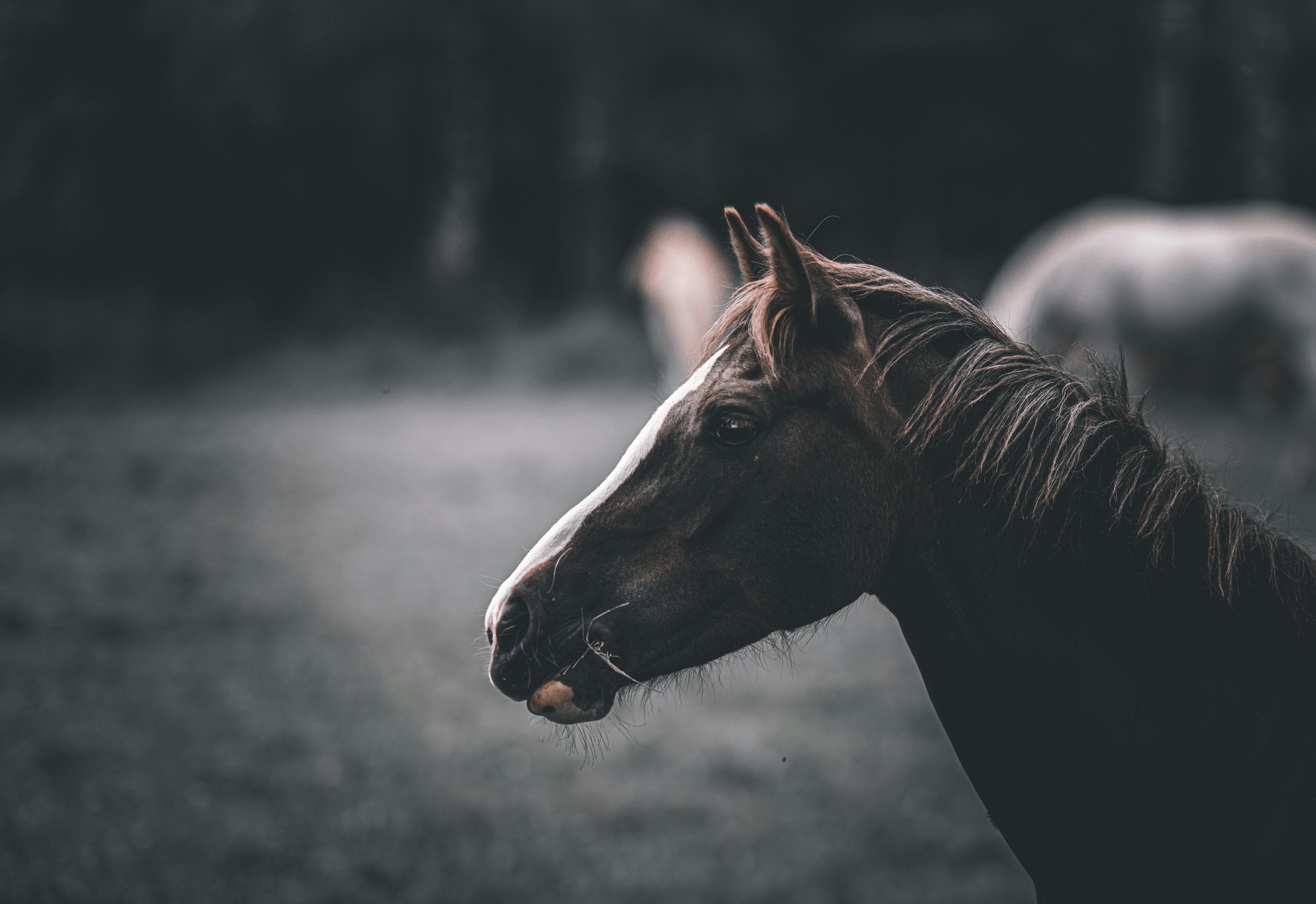 Brown horse in tilt shift lens photo – Free Animal Image on Unsplash