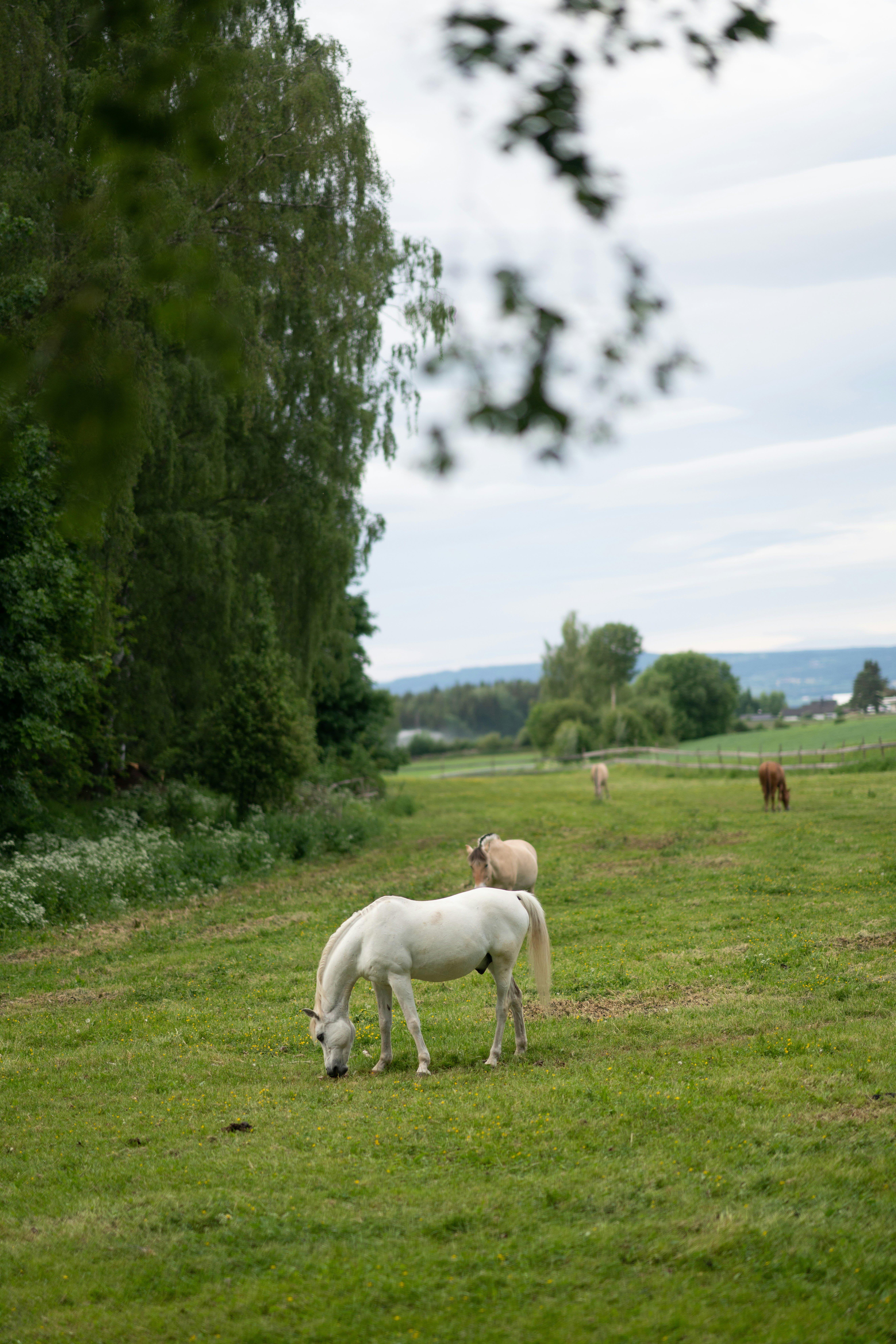 white horse on green grass field during daytime