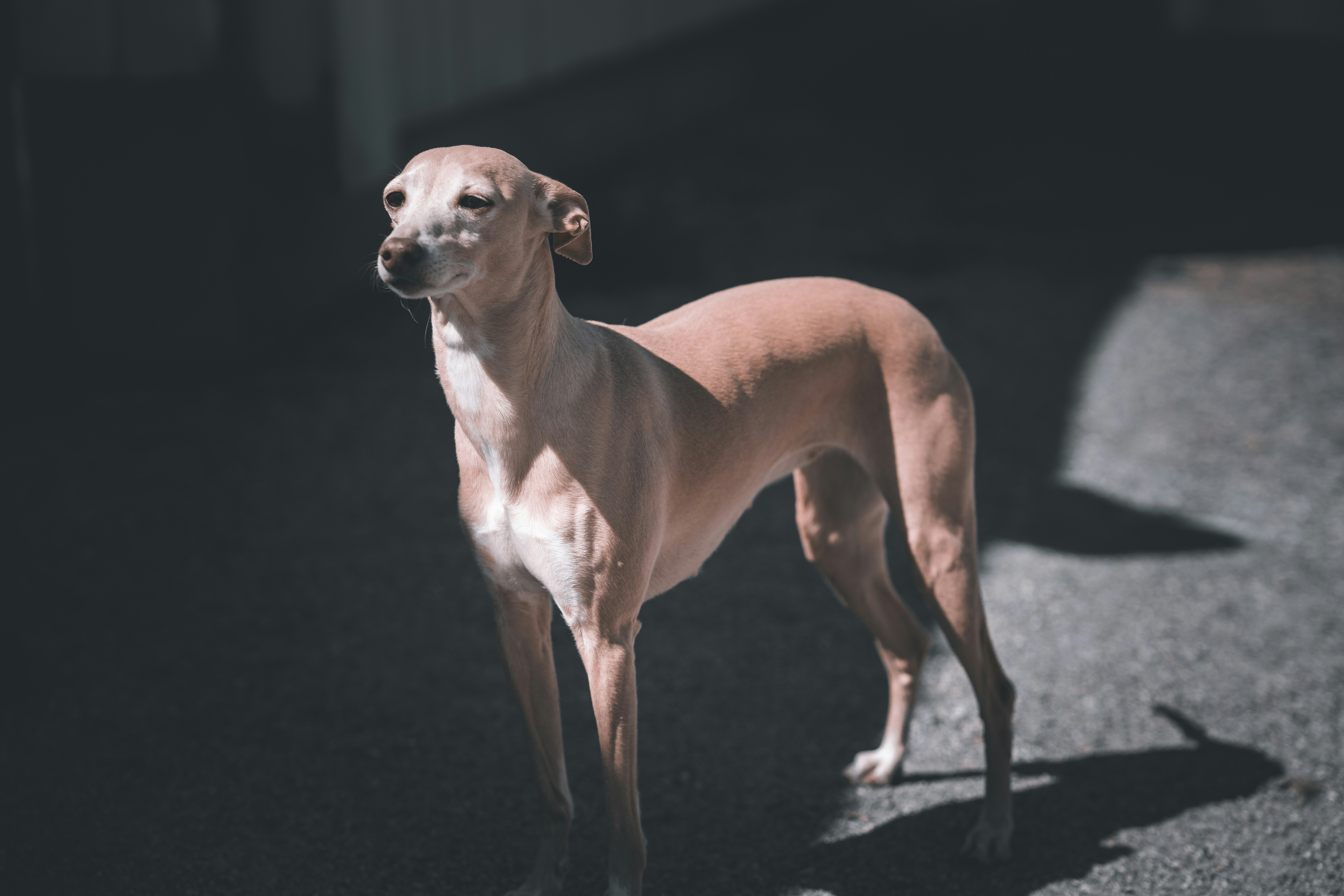 Beam and Silhouette: A Pale Greyhound on Sunlit Asphalt