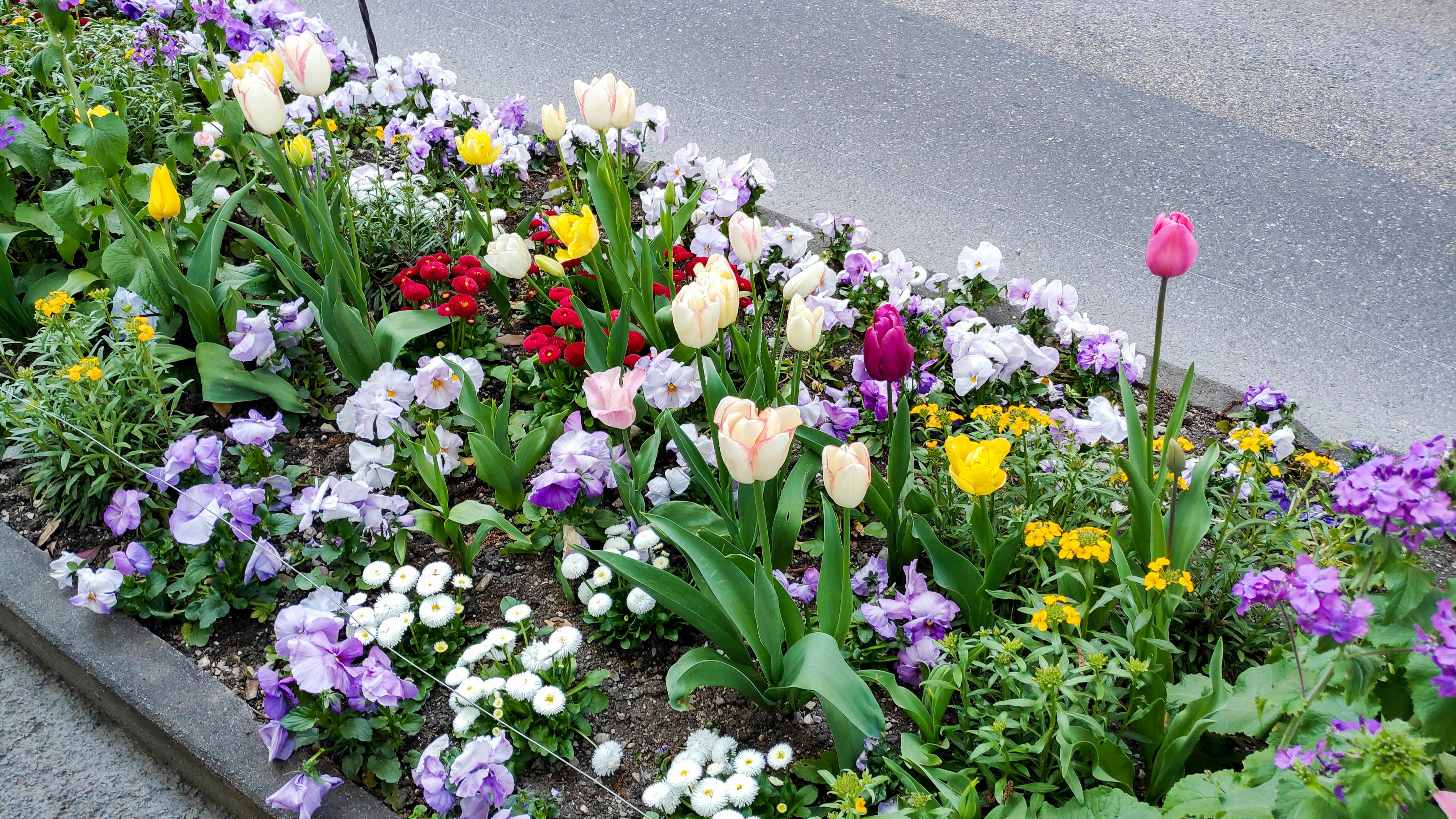 Tulips and Daisies Along a Rain-Kissed Curb