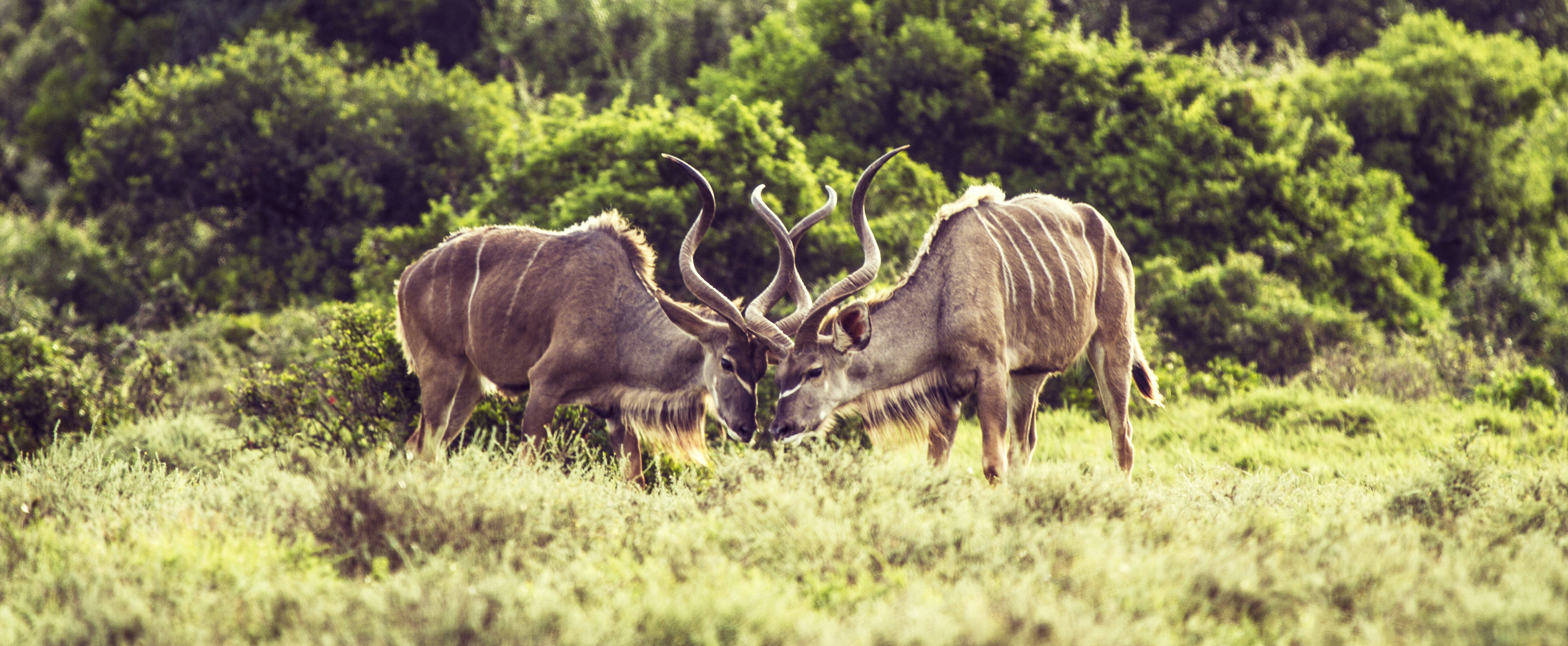 Clash of the Titans in the Savannah