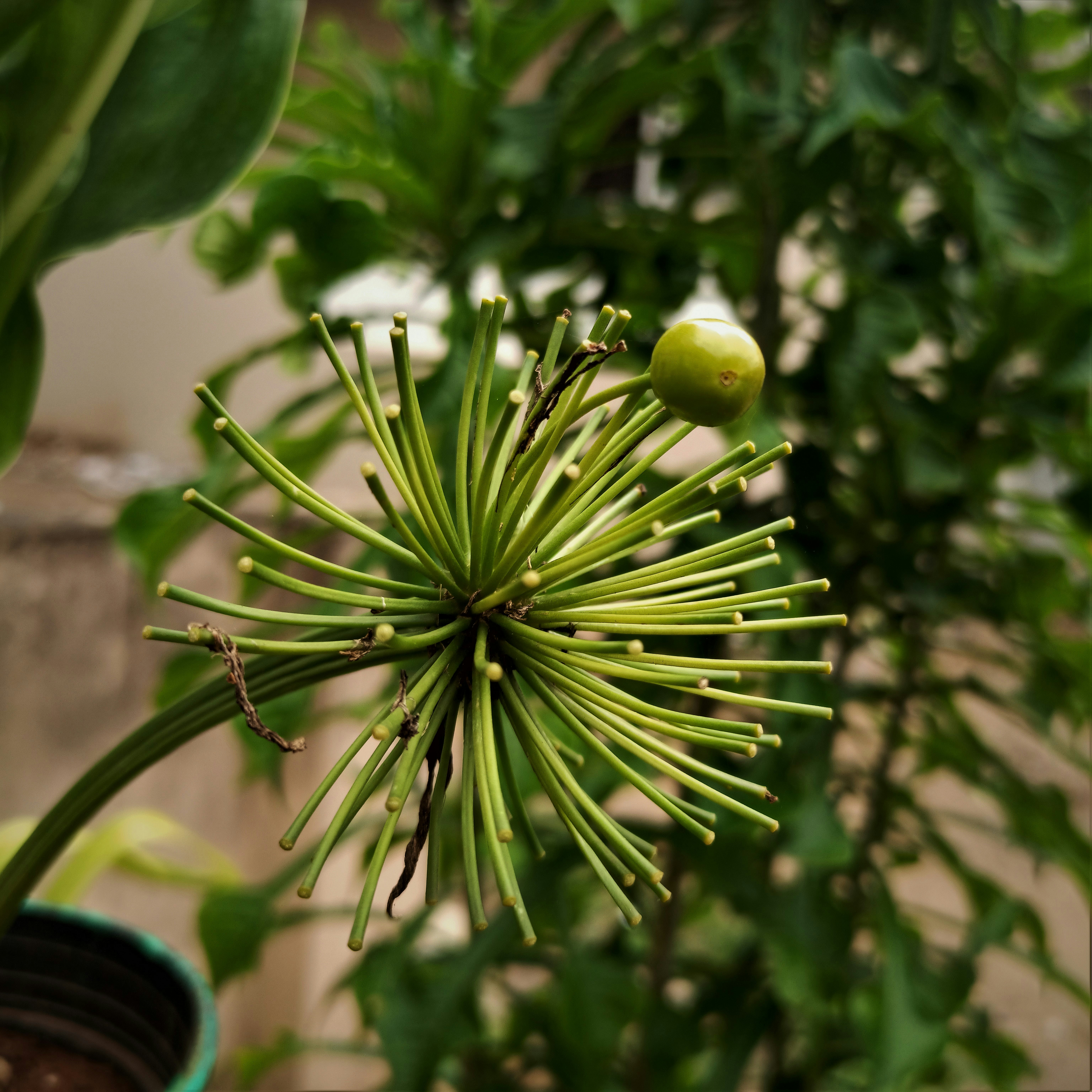 Close-up of a unique green plant structure with elongated leaves and a small fruit, showcasing the intricate details of nature.