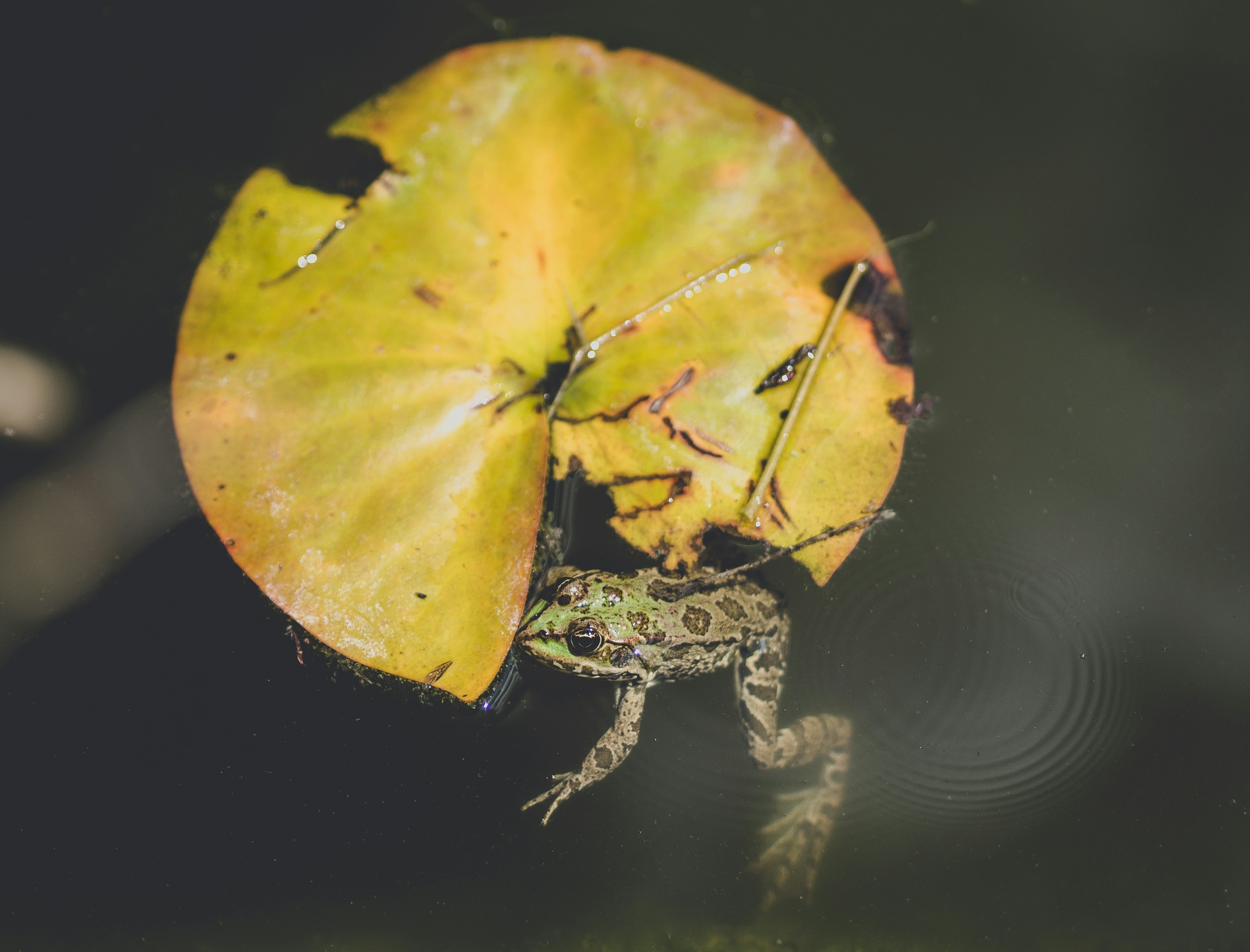 Amber Lily Pad Veil: A Frog Clings Beneath a Sunlit Leaf