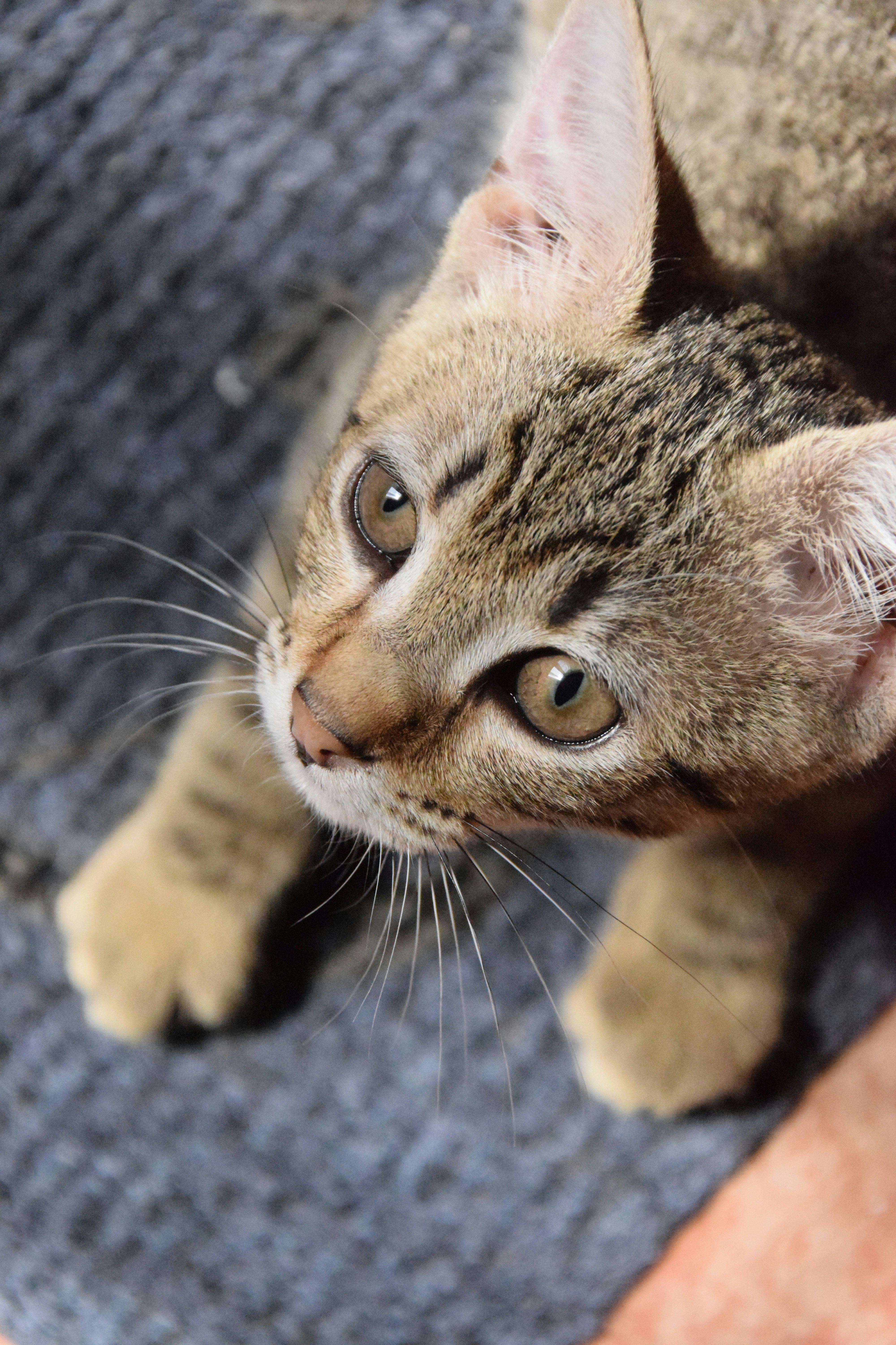 Tabby kitten looking up while sitting on a textured gray rug.